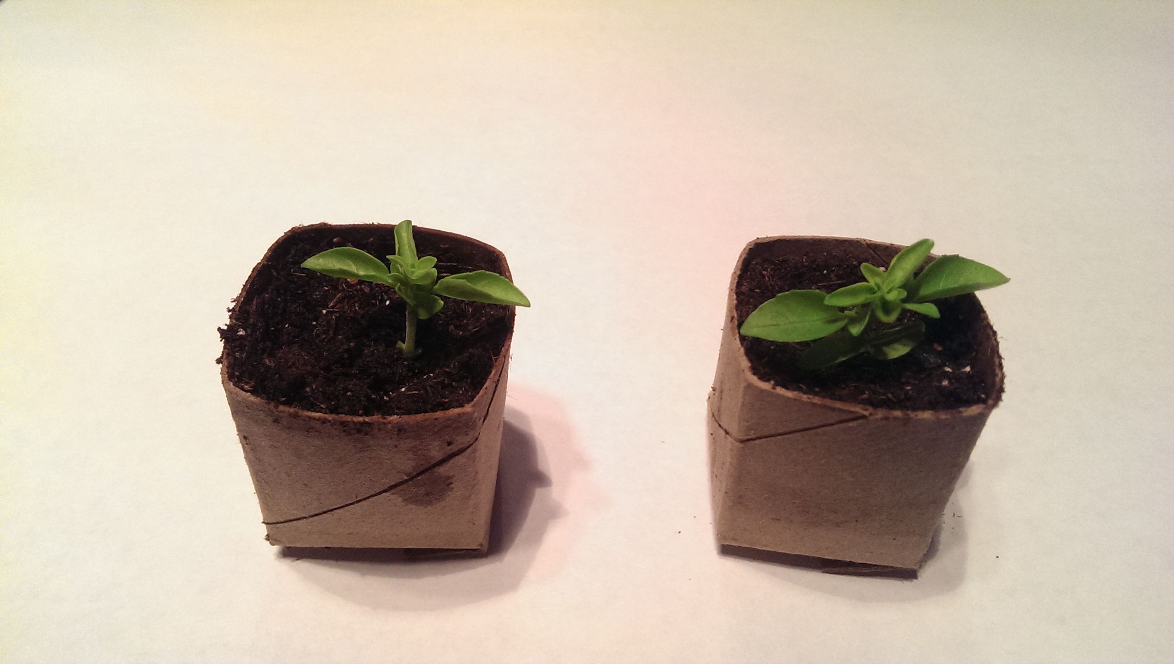 Biodegradable Toilet Paper Roll Seedling Pots : 6 Steps (with Pictures ...