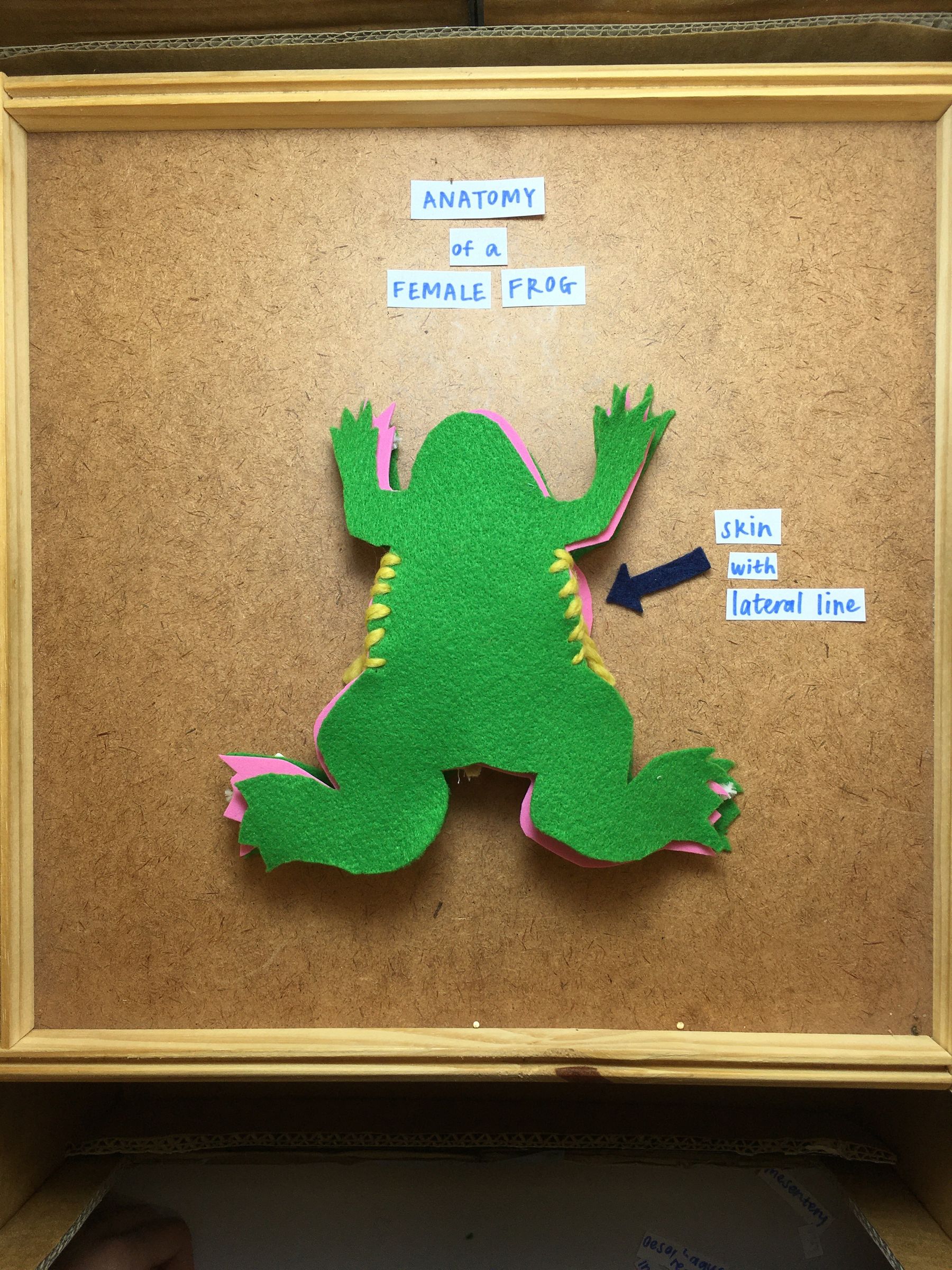 DIY Frog for Dissecting : 11 Steps (with Pictures) - Instructables
