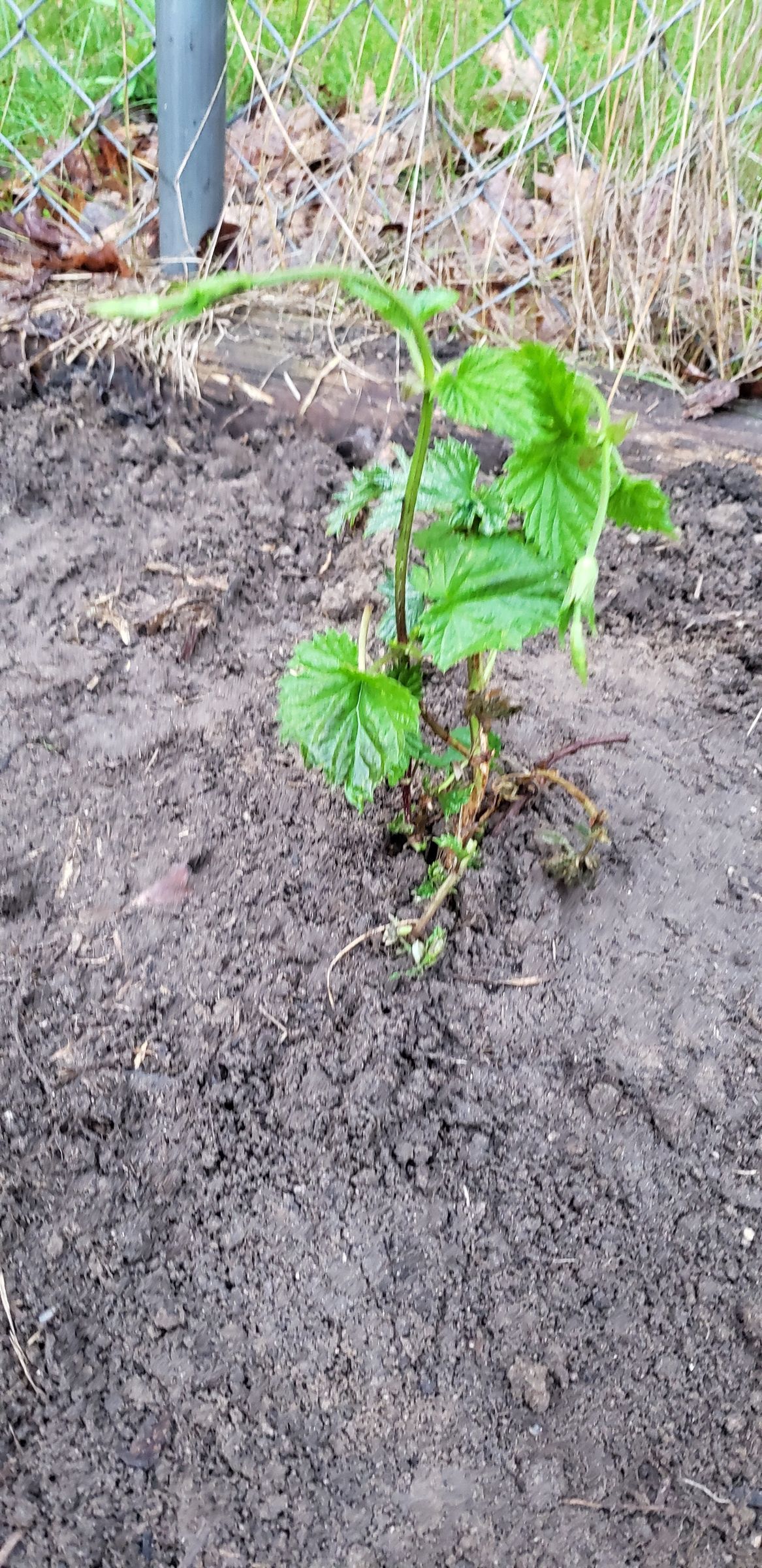 Growing Hops at Home : 4 Steps - Instructables