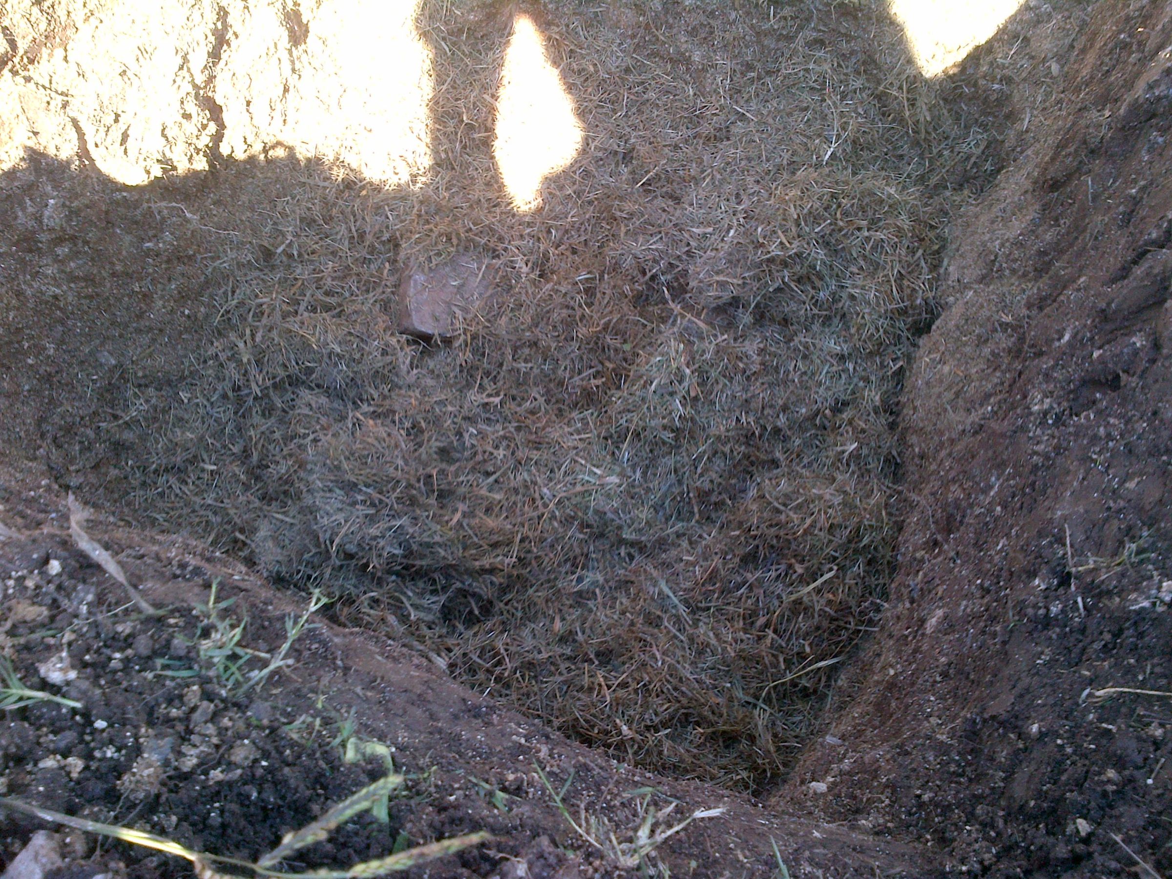 Planting Tree Ellen White Way (EGW) : 11 Steps - Instructables