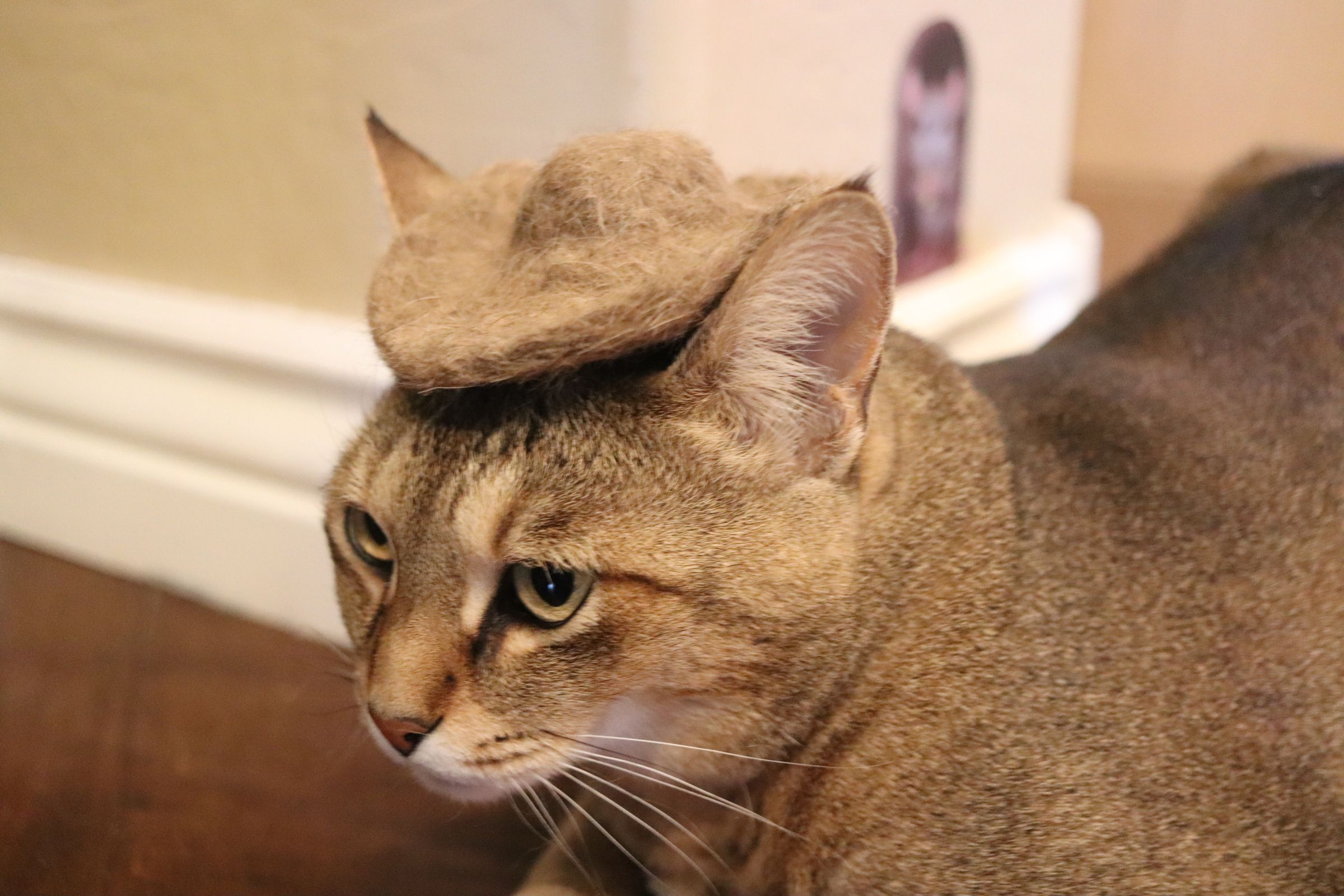 Felted Cat Fur Cat Hat : 3 Steps (with Pictures) - Instructables