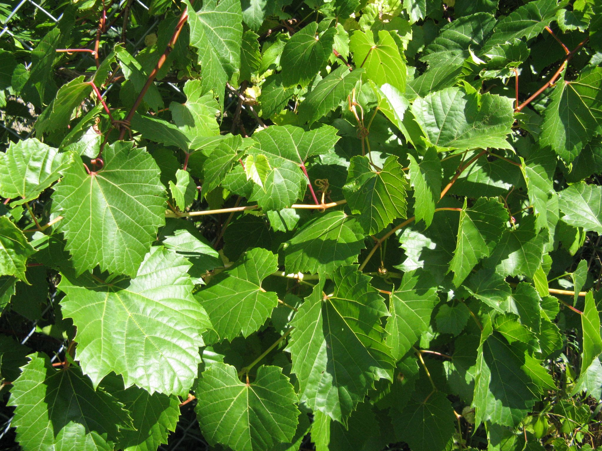 Sugar Free Wild American Grape Jam : 6 Steps (with Pictures ...