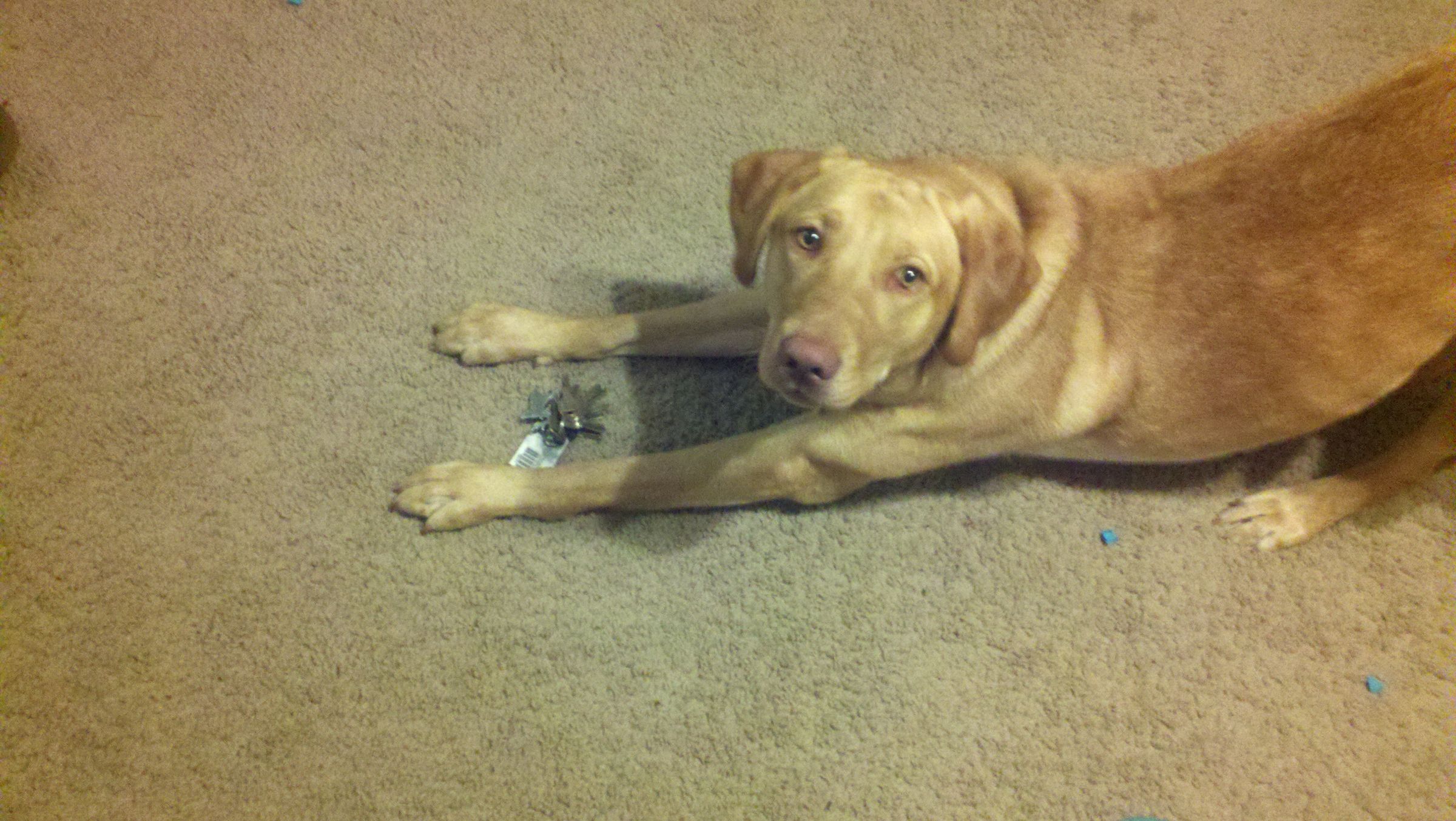 How to Teach Your Dog to Find Your Keys : 6 Steps - Instructables