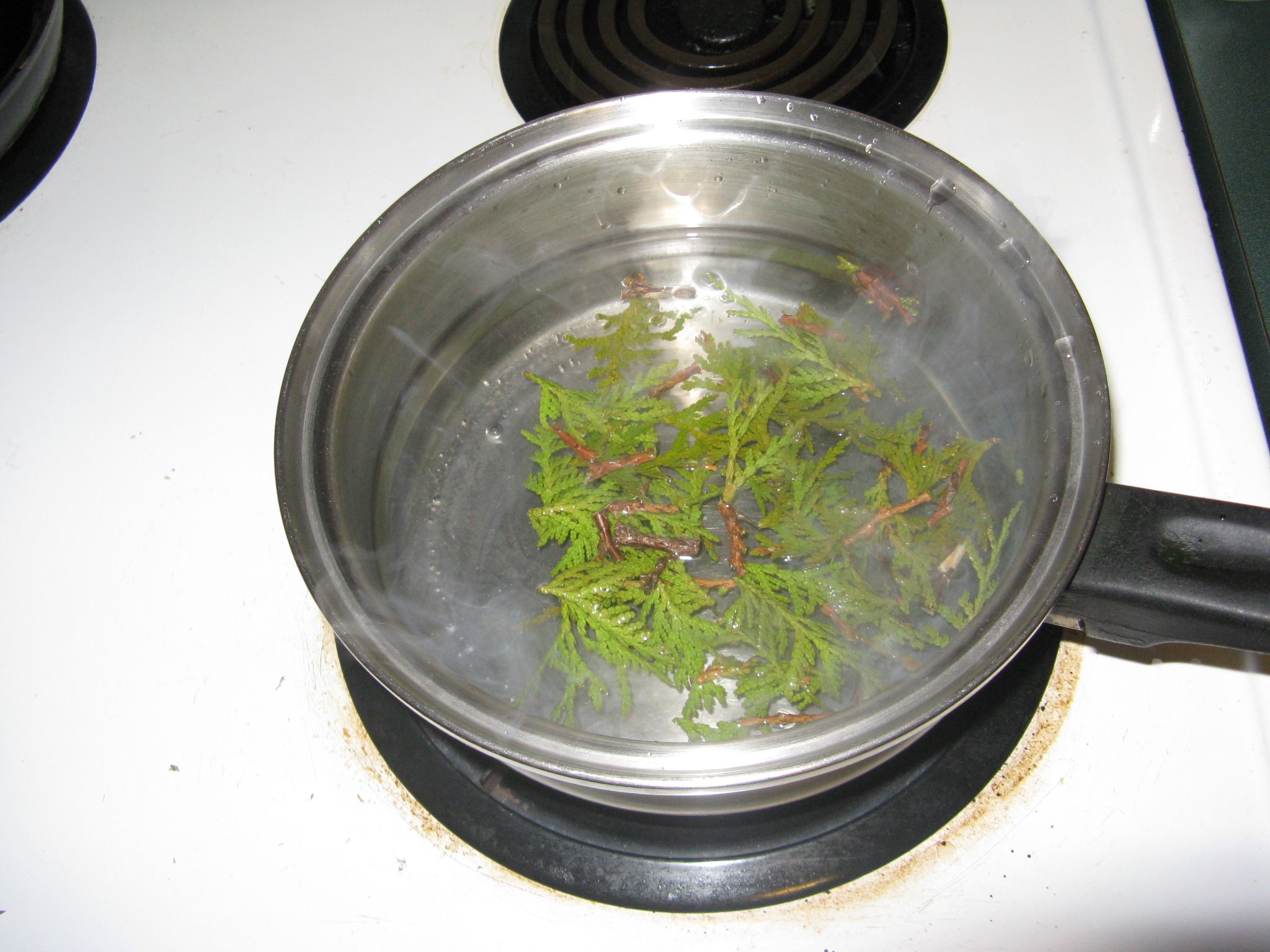 Three Essential Groups of Wild Edible Plants : 19 Steps (with Pictures ...