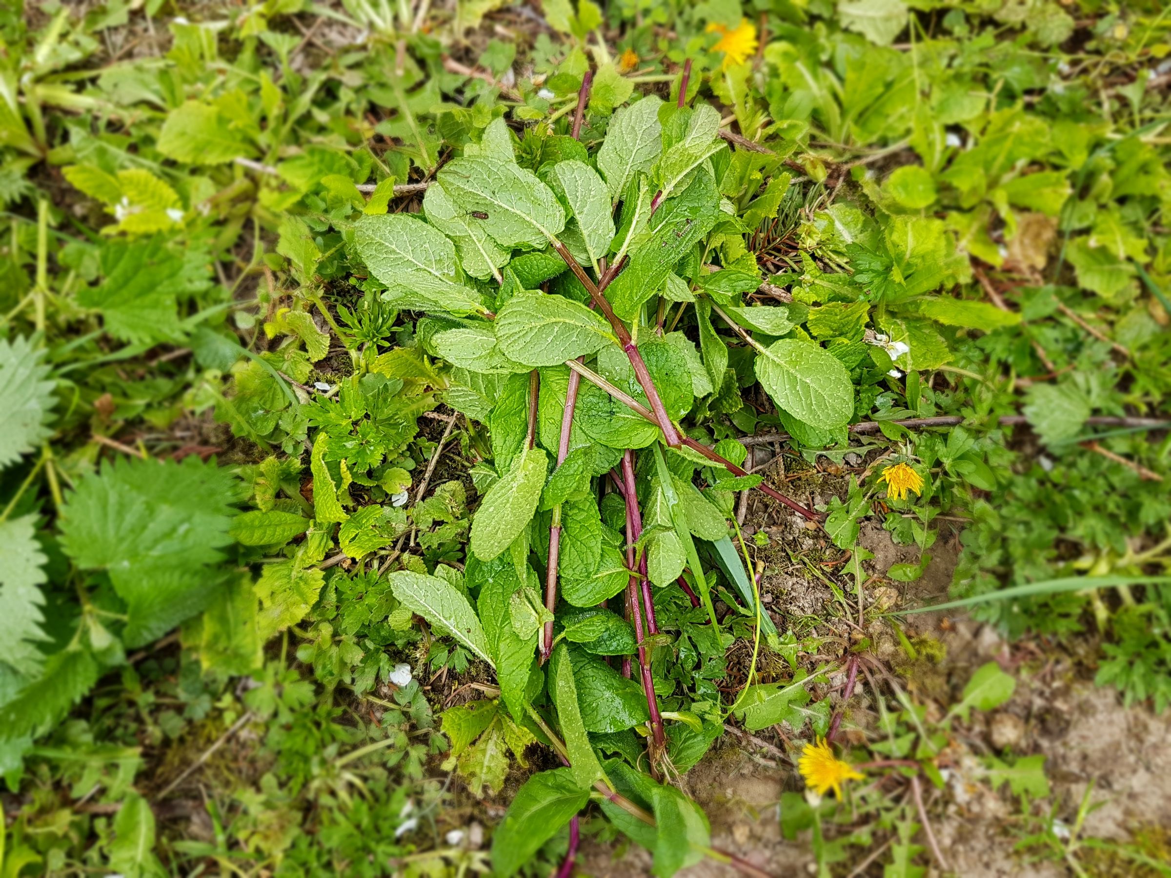 Homemade Natural Insecticide/repellent (with Pictures) - Instructables