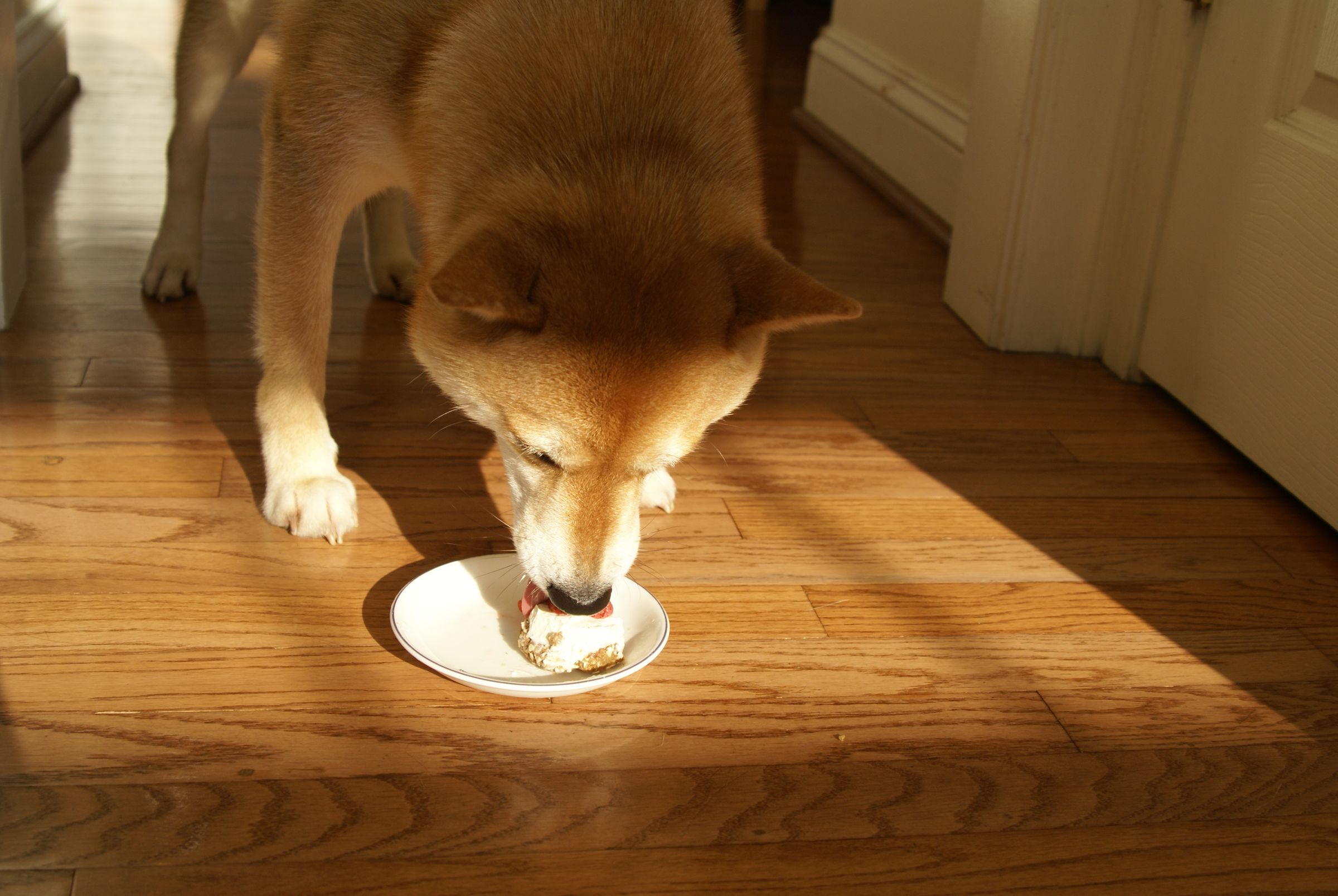 Dog Cheesecake Recipe : 9 Steps (with Pictures) - Instructables
