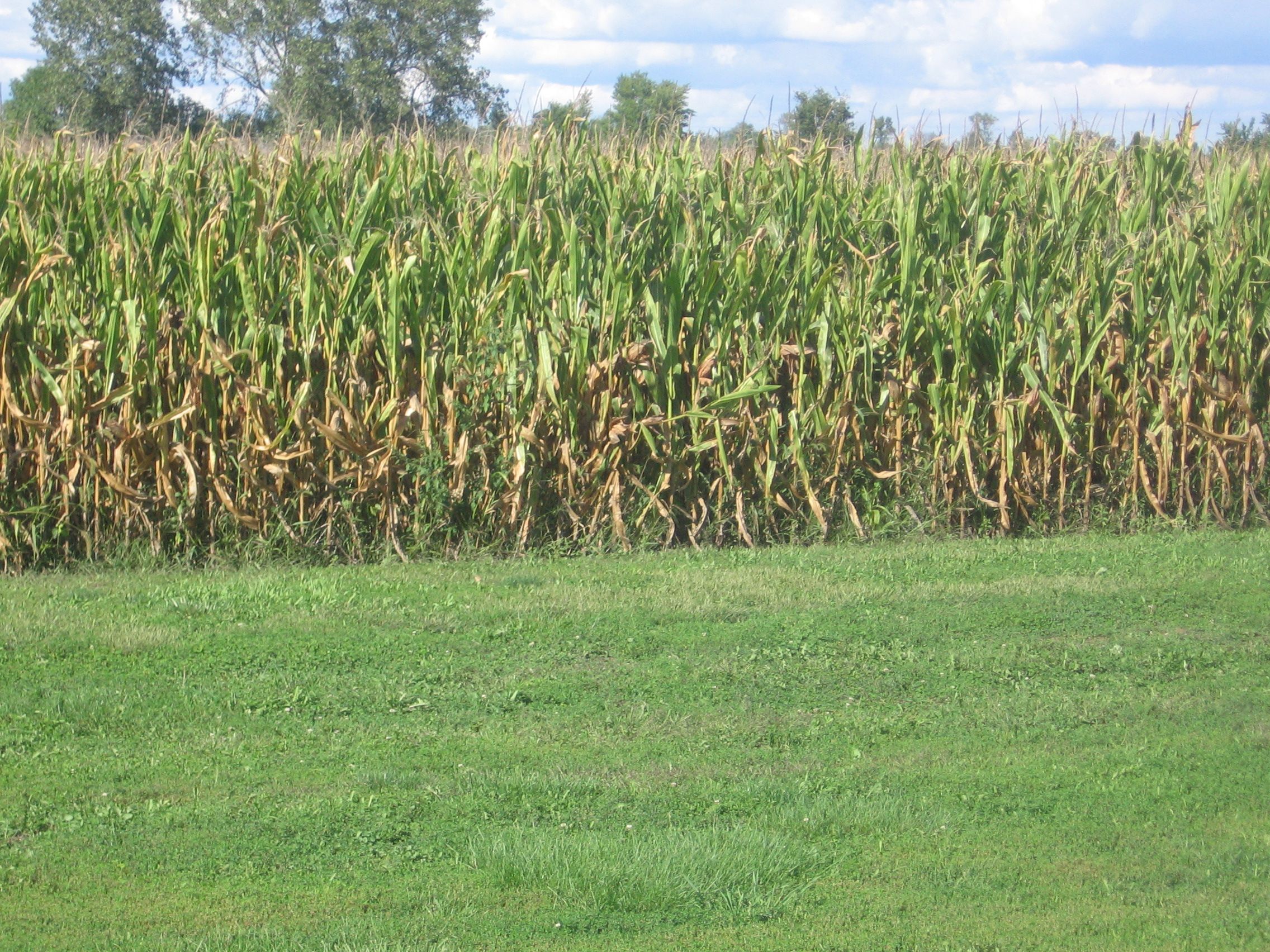 Easy Cornstalk Halloween/fall Decorations : 4 Steps - Instructables