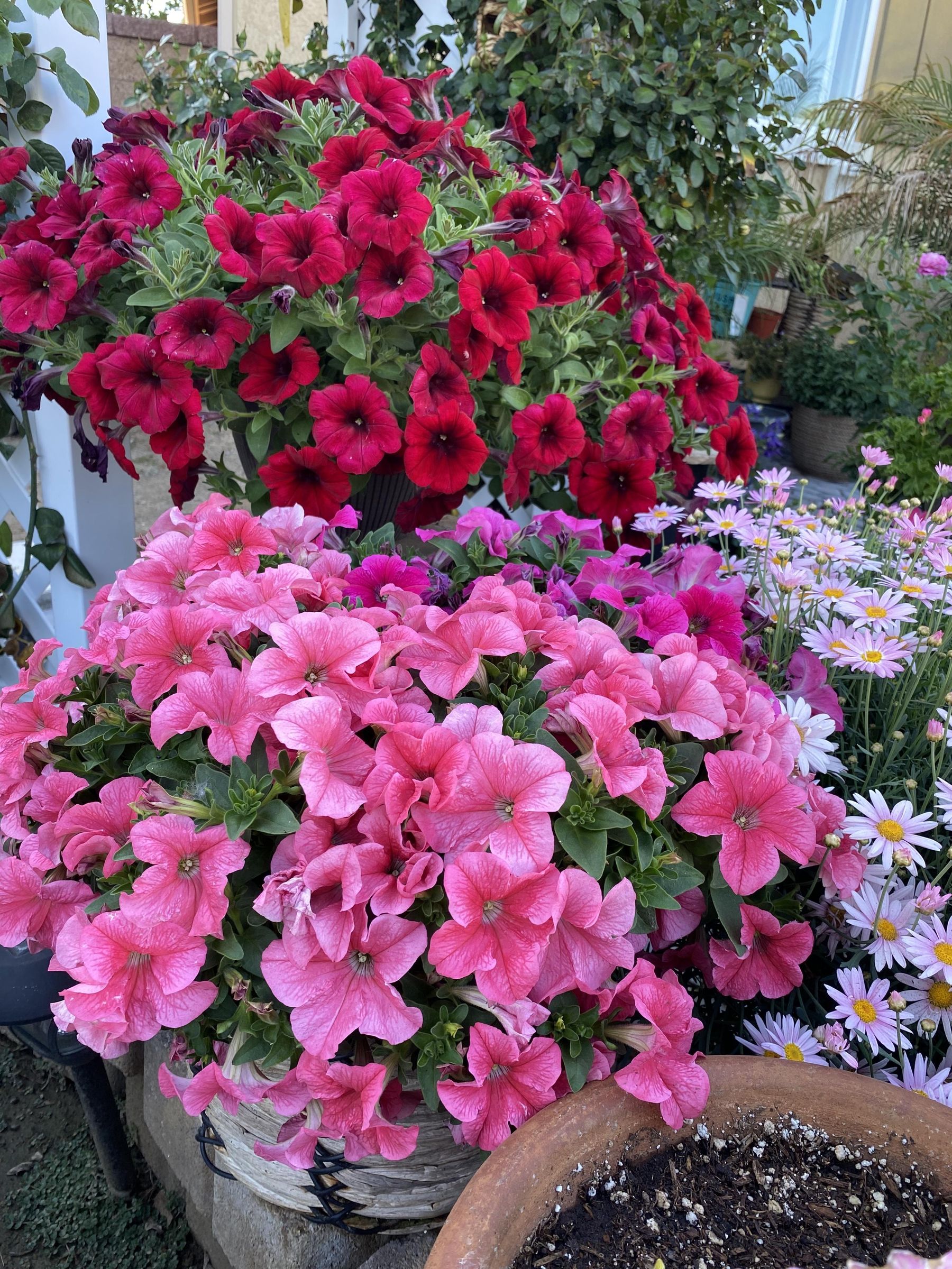 My Garden Project - Combination of Landscaping, Irrigation and Flower ...