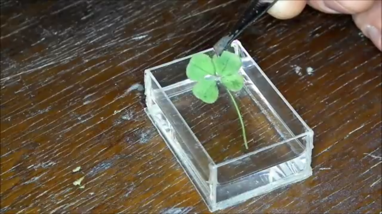 DIY Four-leaf Clover in Resin : 9 Steps (with Pictures) - Instructables