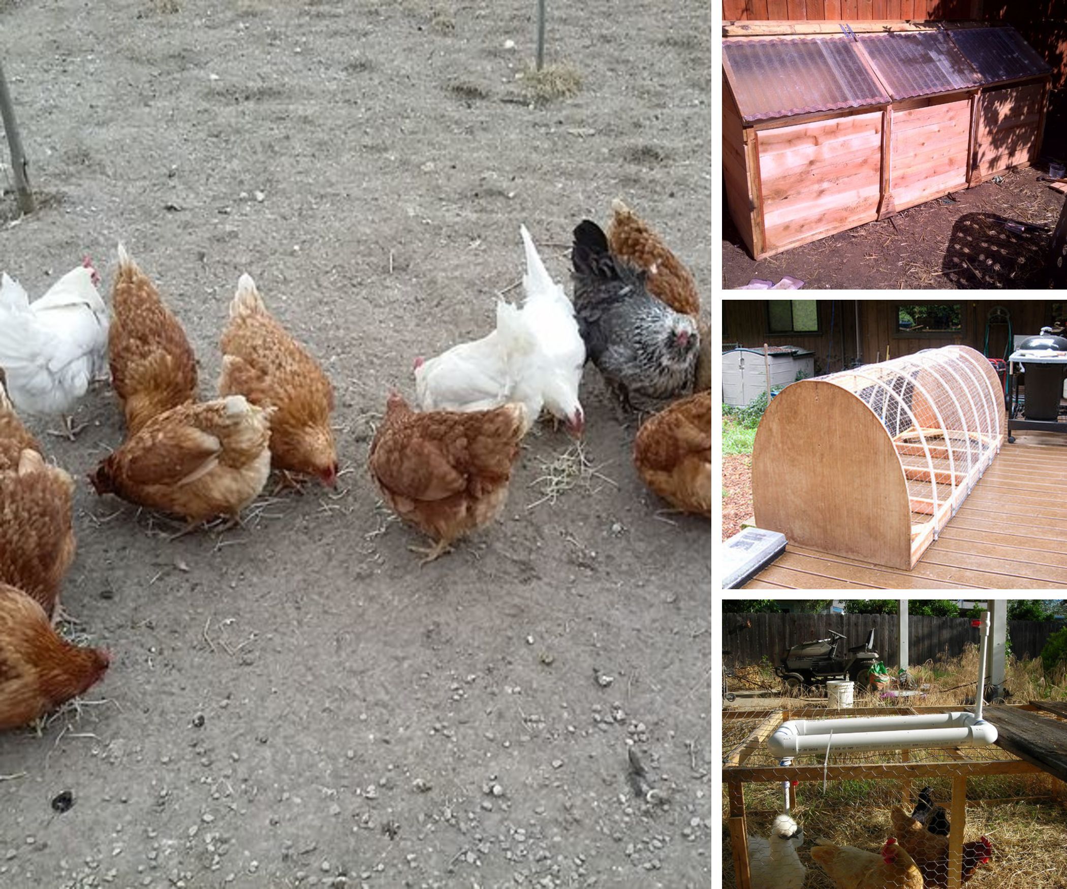 DIY Chickens, Ducks, and Other Poultry - Instructables