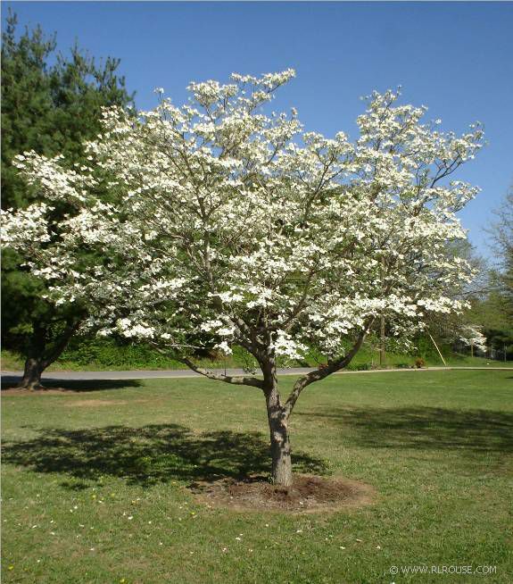 Identifying Dogwood Trees : 5 Steps - Instructables