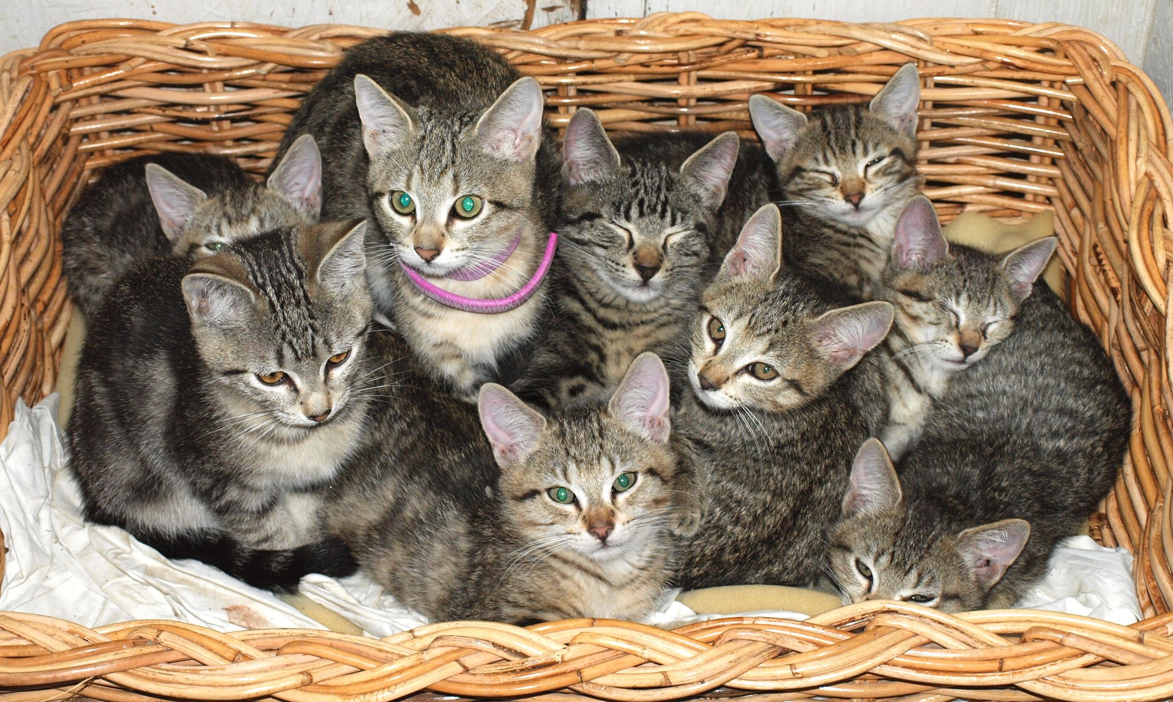 Homer's Odyssey, the Tale of a Cat and How to Get Too Many Kittens ...