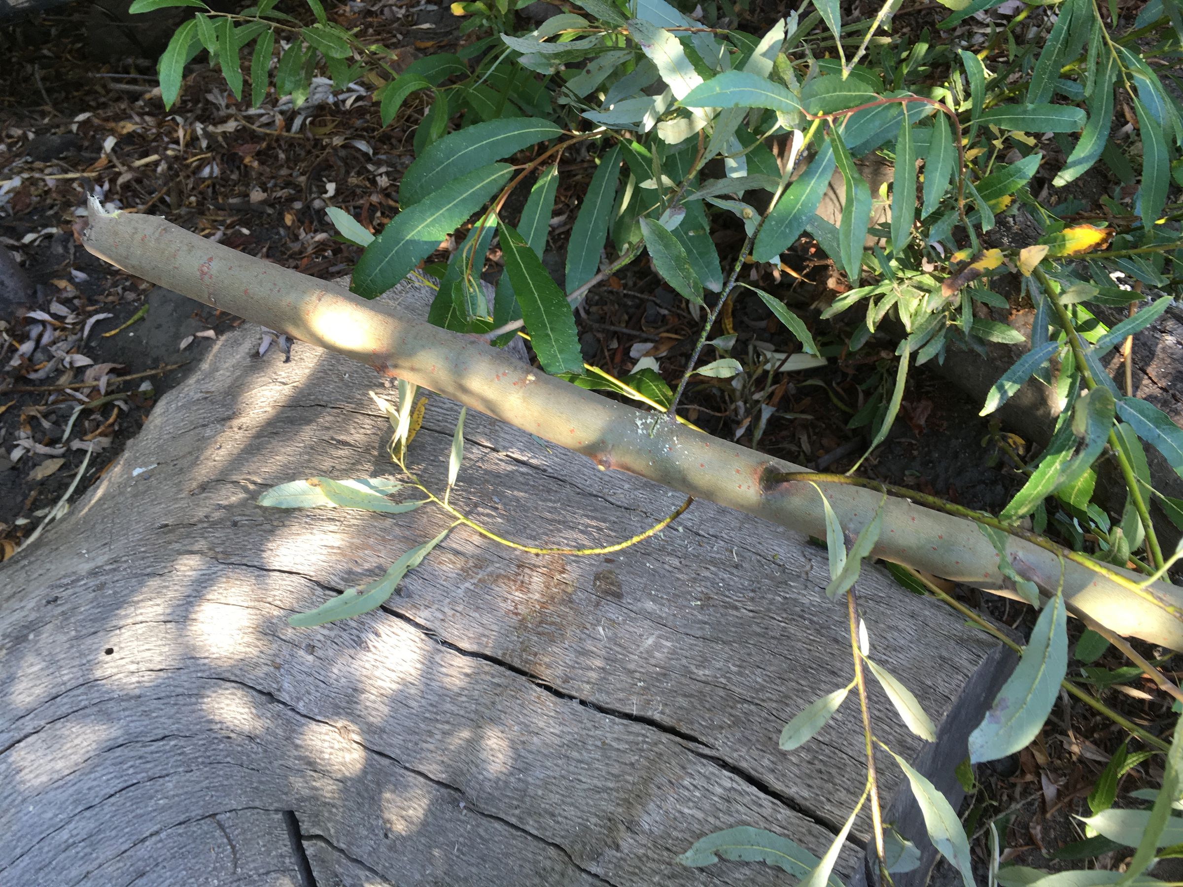 5 Super-easy Branch Carving Projects : 10 Steps (with Pictures ...