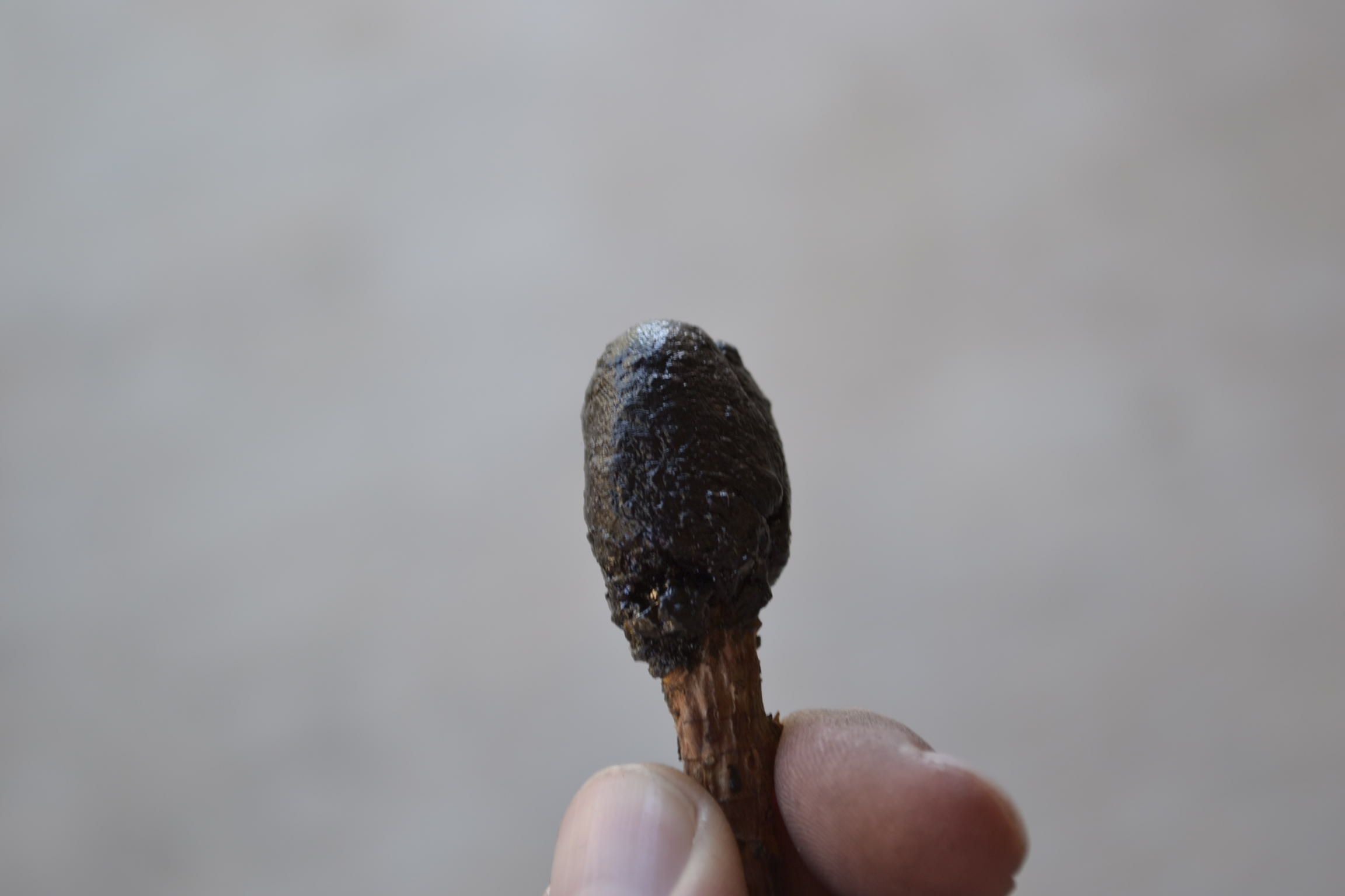 Survival Pine Tar: Pitchsticks, Fire Starter, Super Glue!! : 7 Steps ...