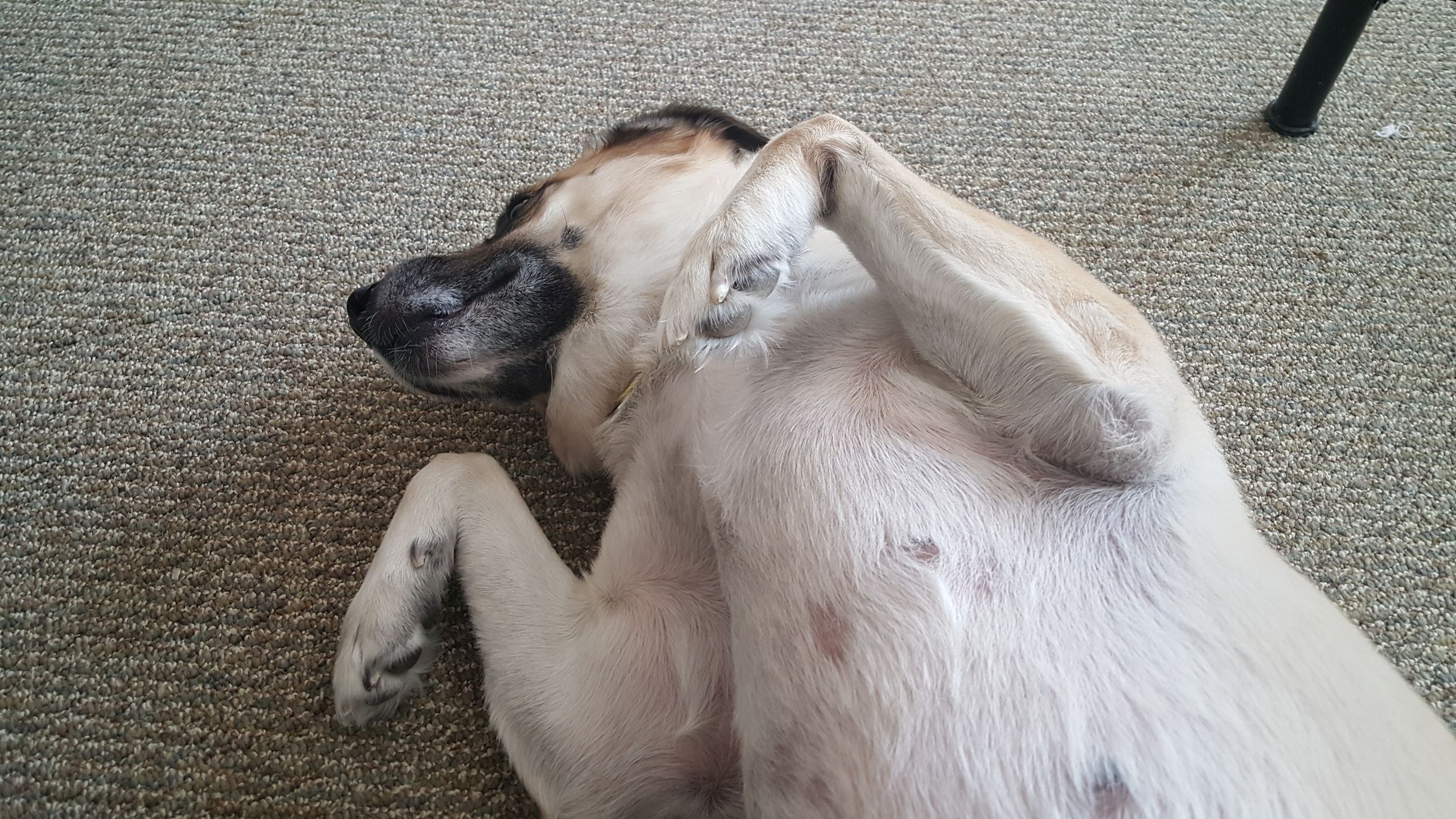 How to Successfully Feed Your Dog : 10 Steps (with Pictures ...