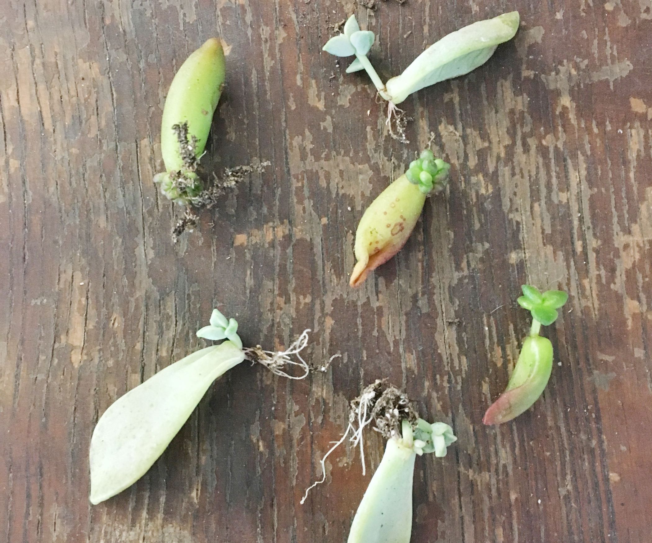 Easy Succulent Propagation : 6 Steps (with Pictures) - Instructables