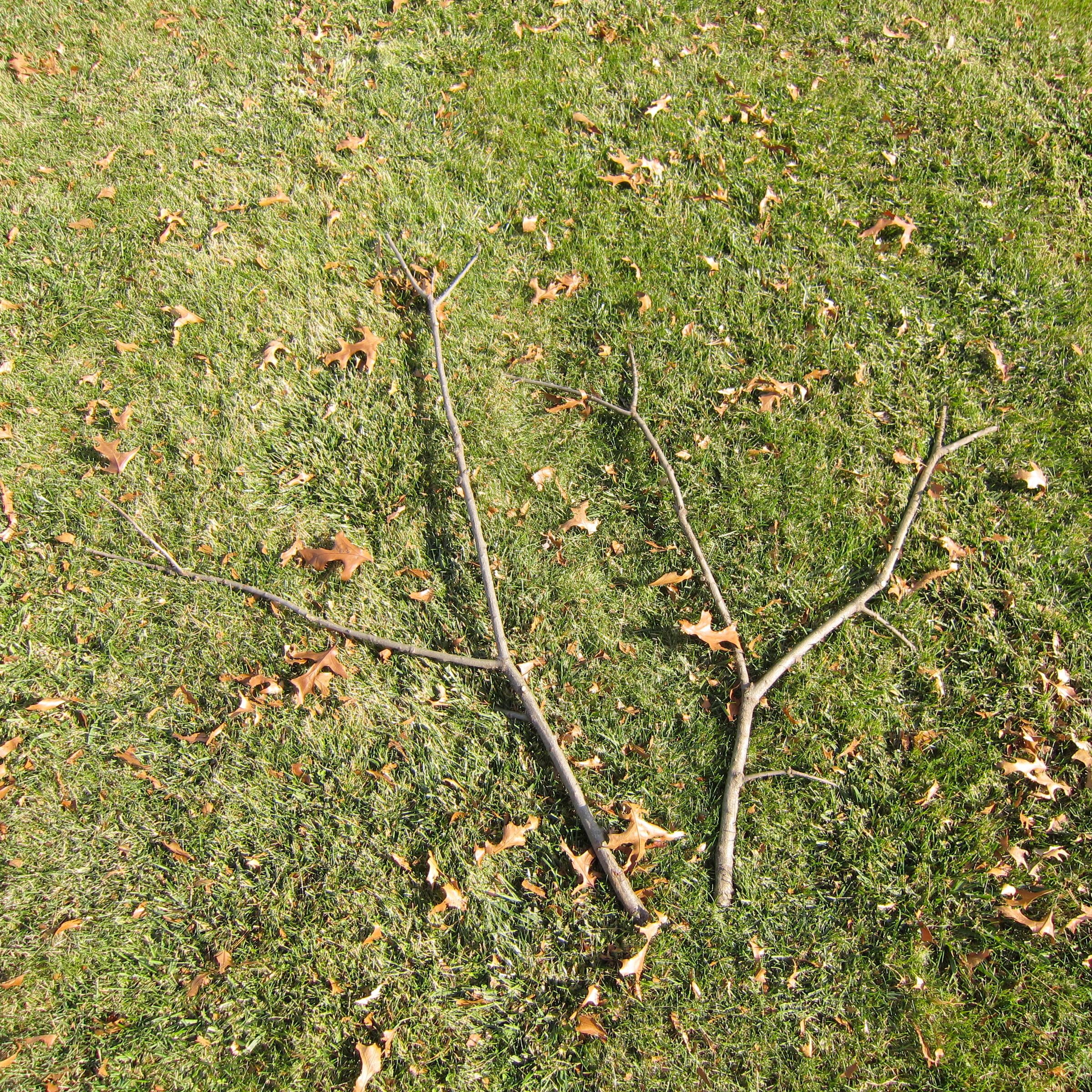 Branch Weaving : 5 Steps (with Pictures) - Instructables