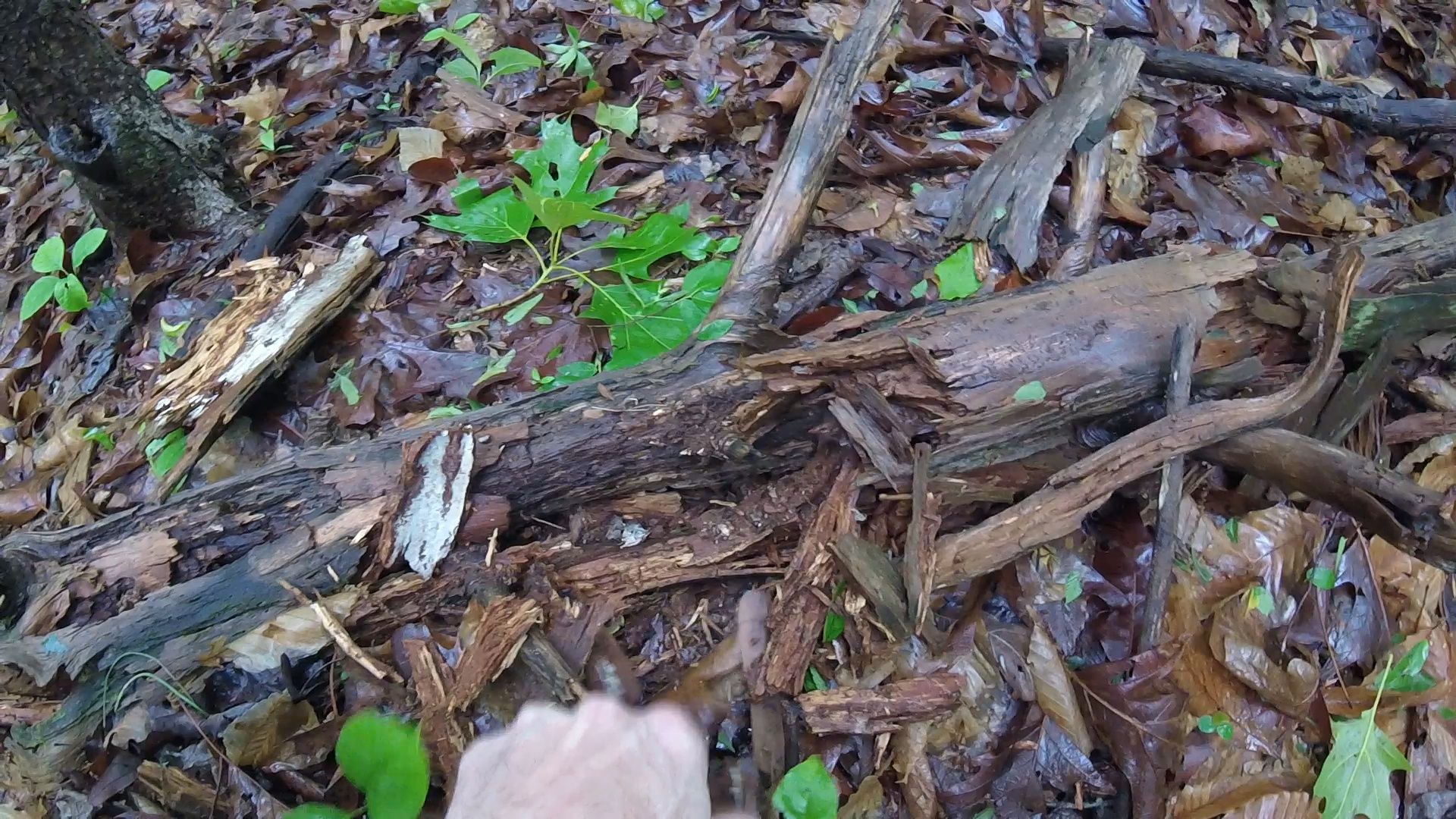 Fatwood Nature's Fire Starter : 3 Steps - Instructables