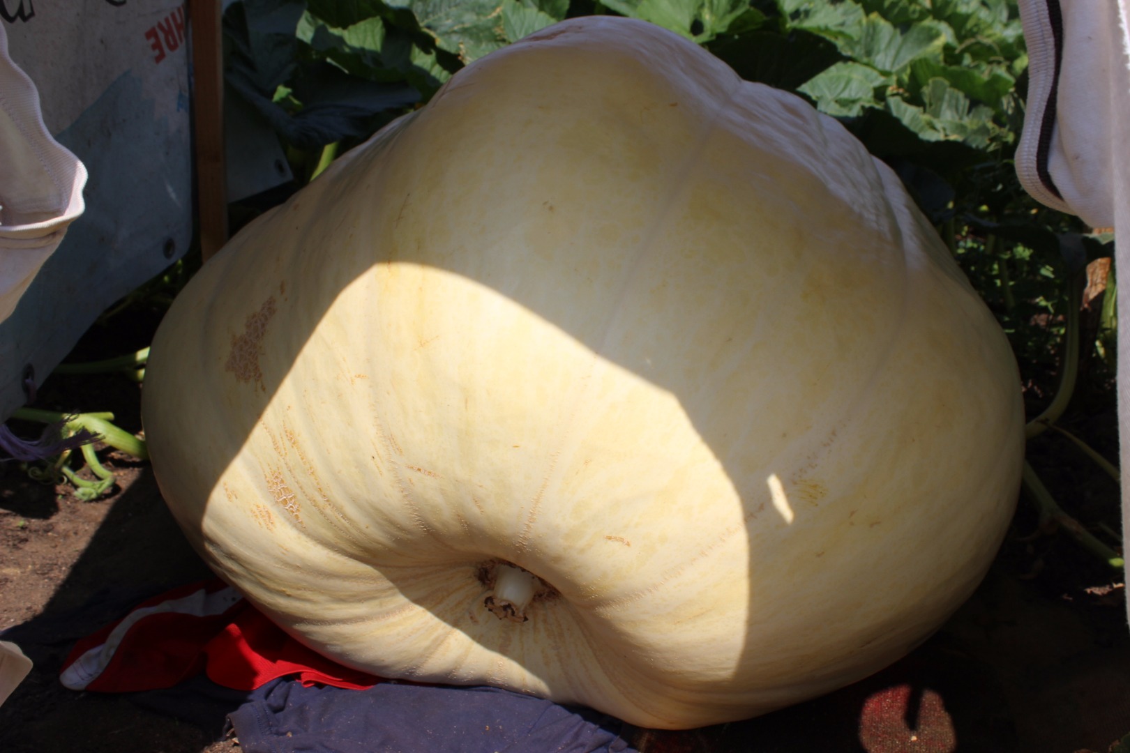 Grow a Giant Pumpkin (Atlantic Giant) From Seed : 11 Steps (with ...