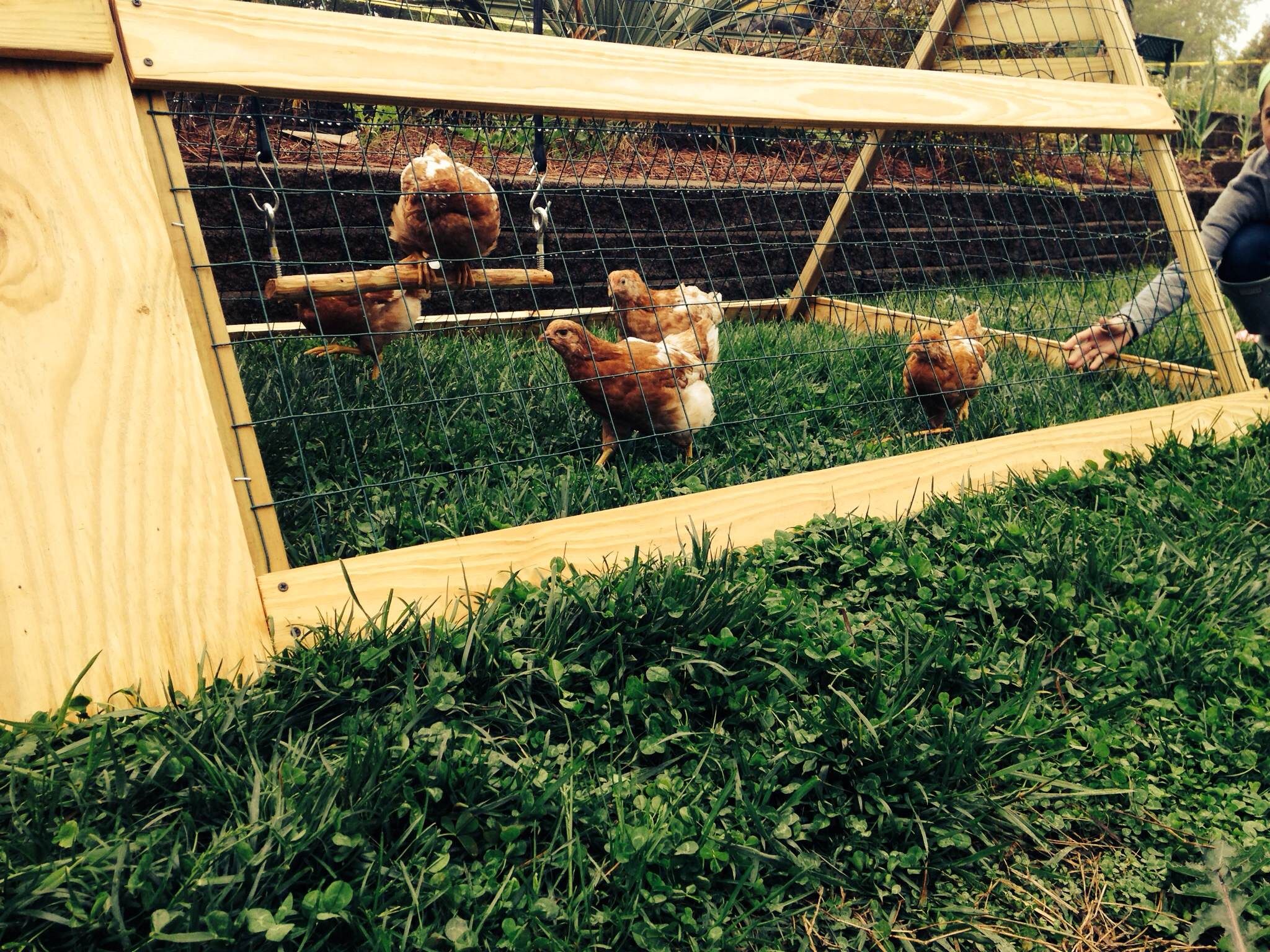Chicken Swing : 4 Steps (with Pictures) - Instructables