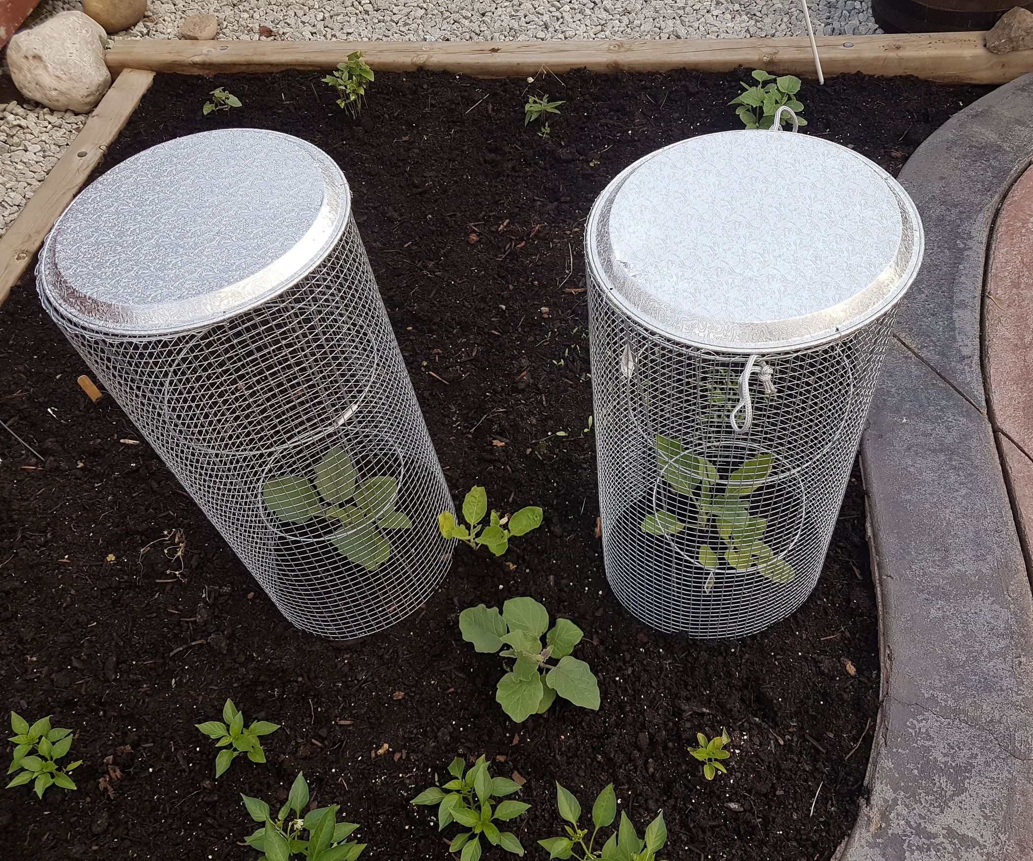 Vegetable / Fruit Plant Cage : 8 Steps (with Pictures) - Instructables