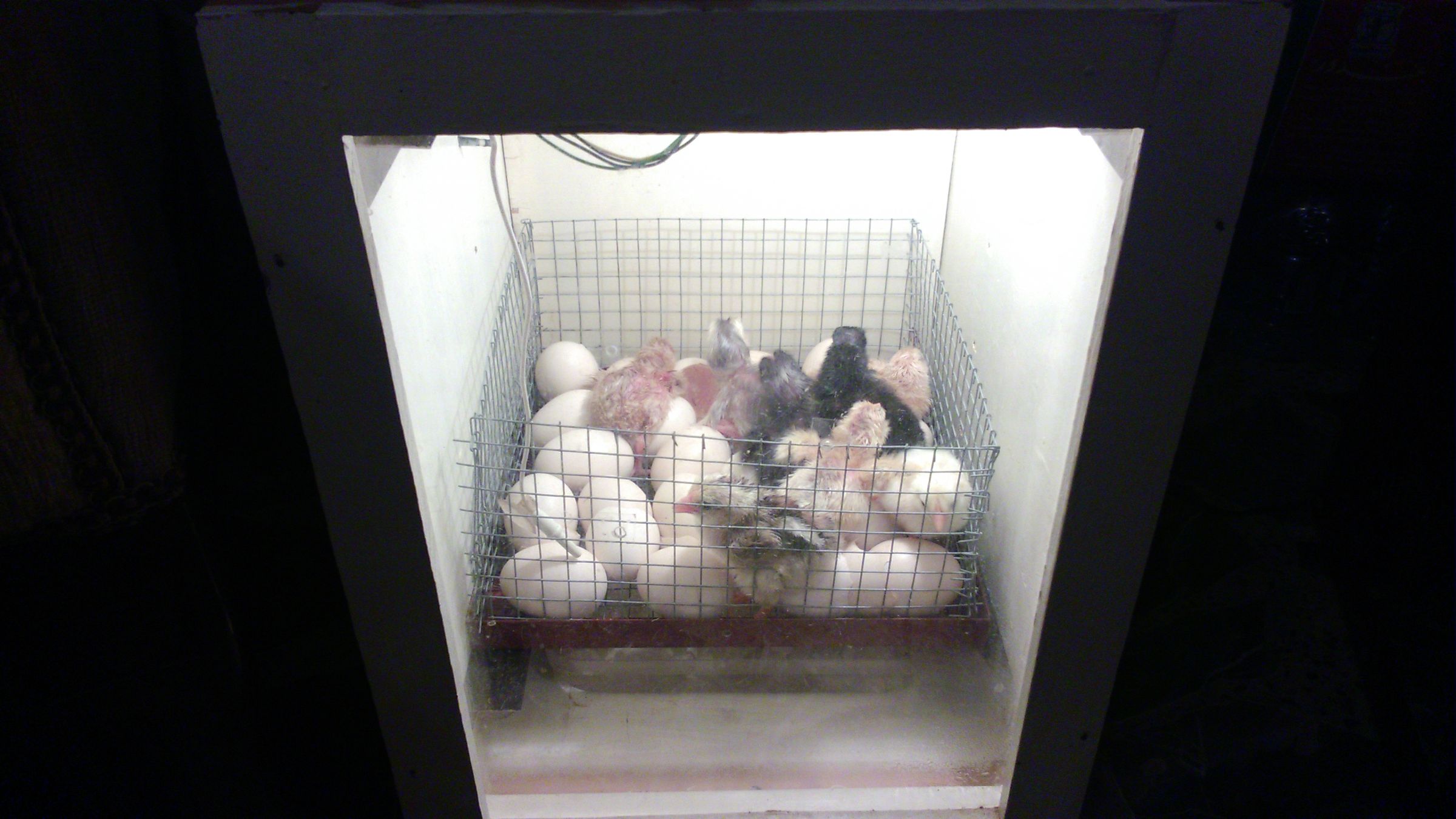 Automatic Egg Incubator : 4 Steps (with Pictures) - Instructables