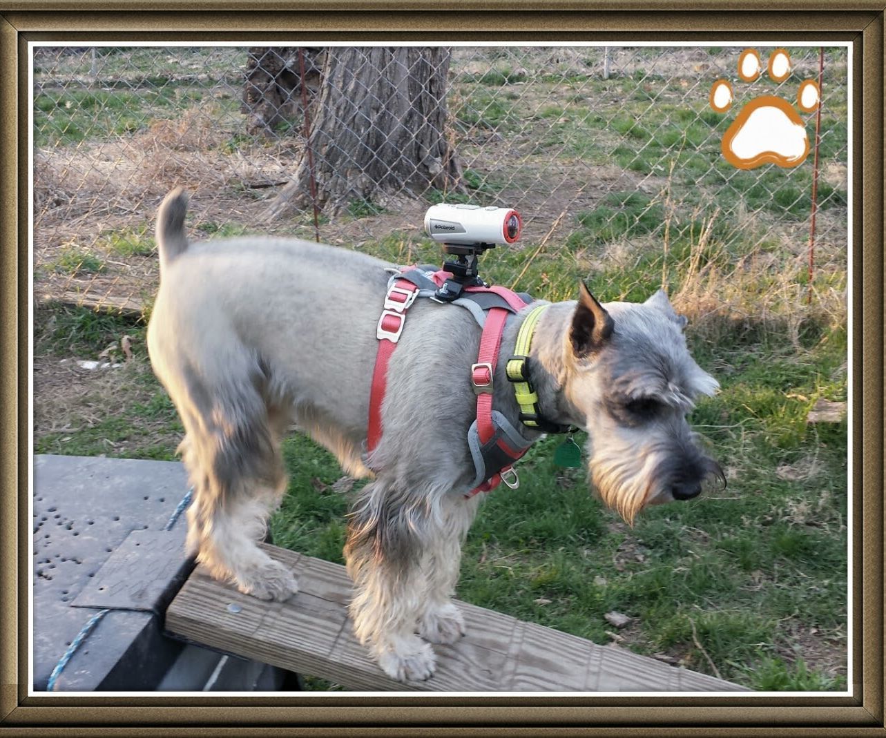 Doggie Cam Mount : 4 Steps (with Pictures) - Instructables