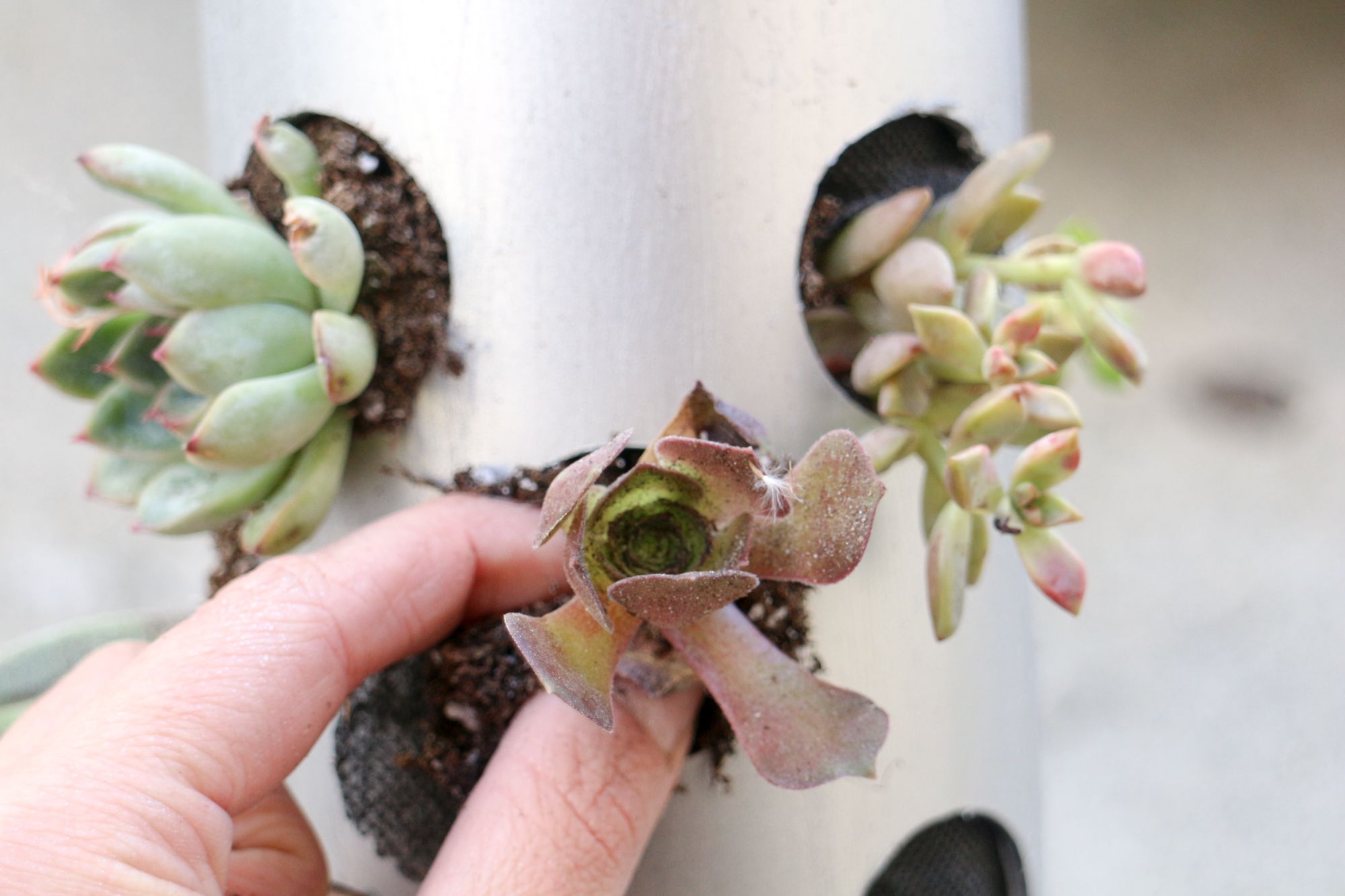 Vertical Gardening Pipe : 11 Steps (with Pictures) - Instructables