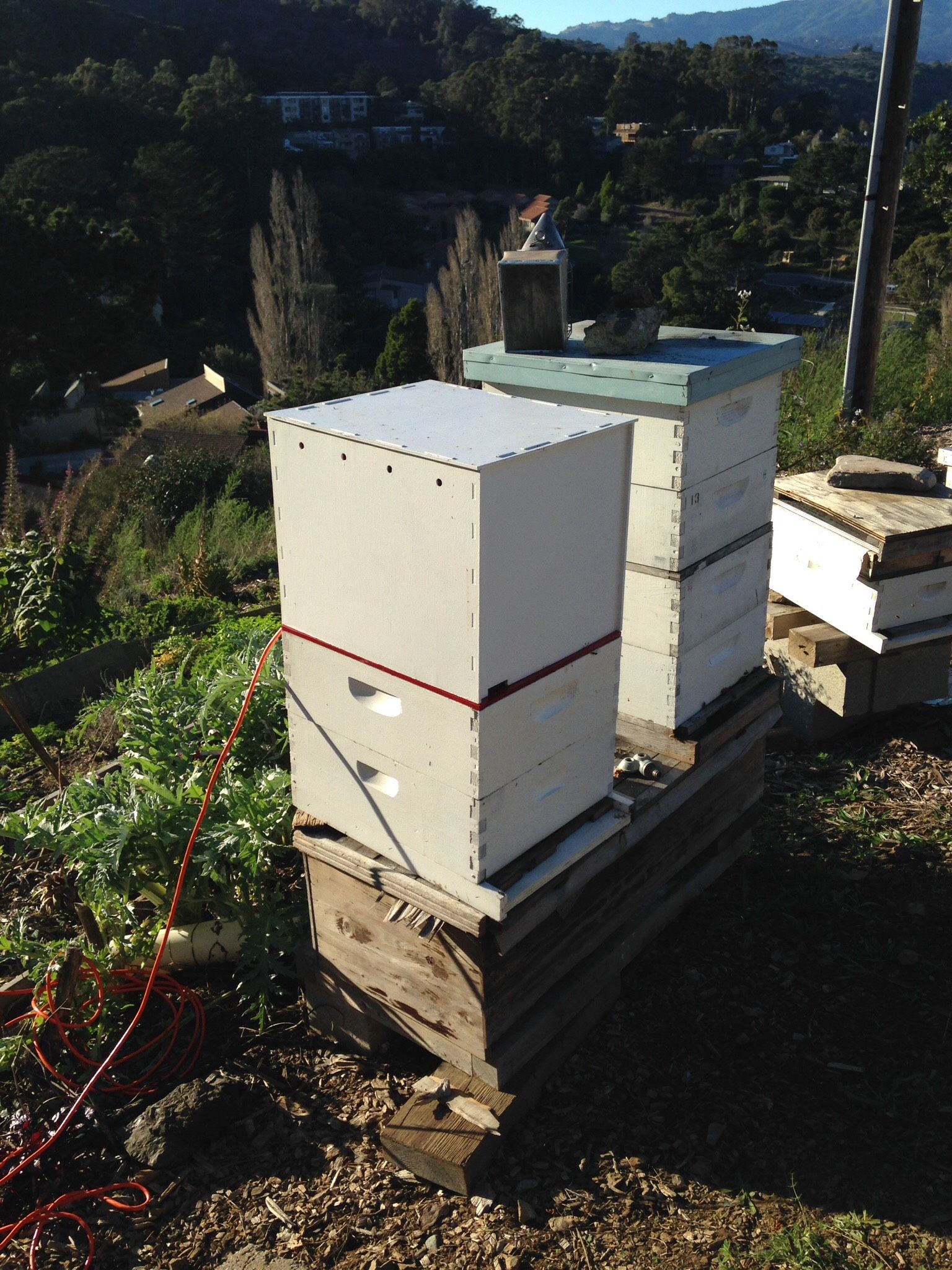 How to Document Your Busy Bees : 10 Steps (with Pictures) - Instructables