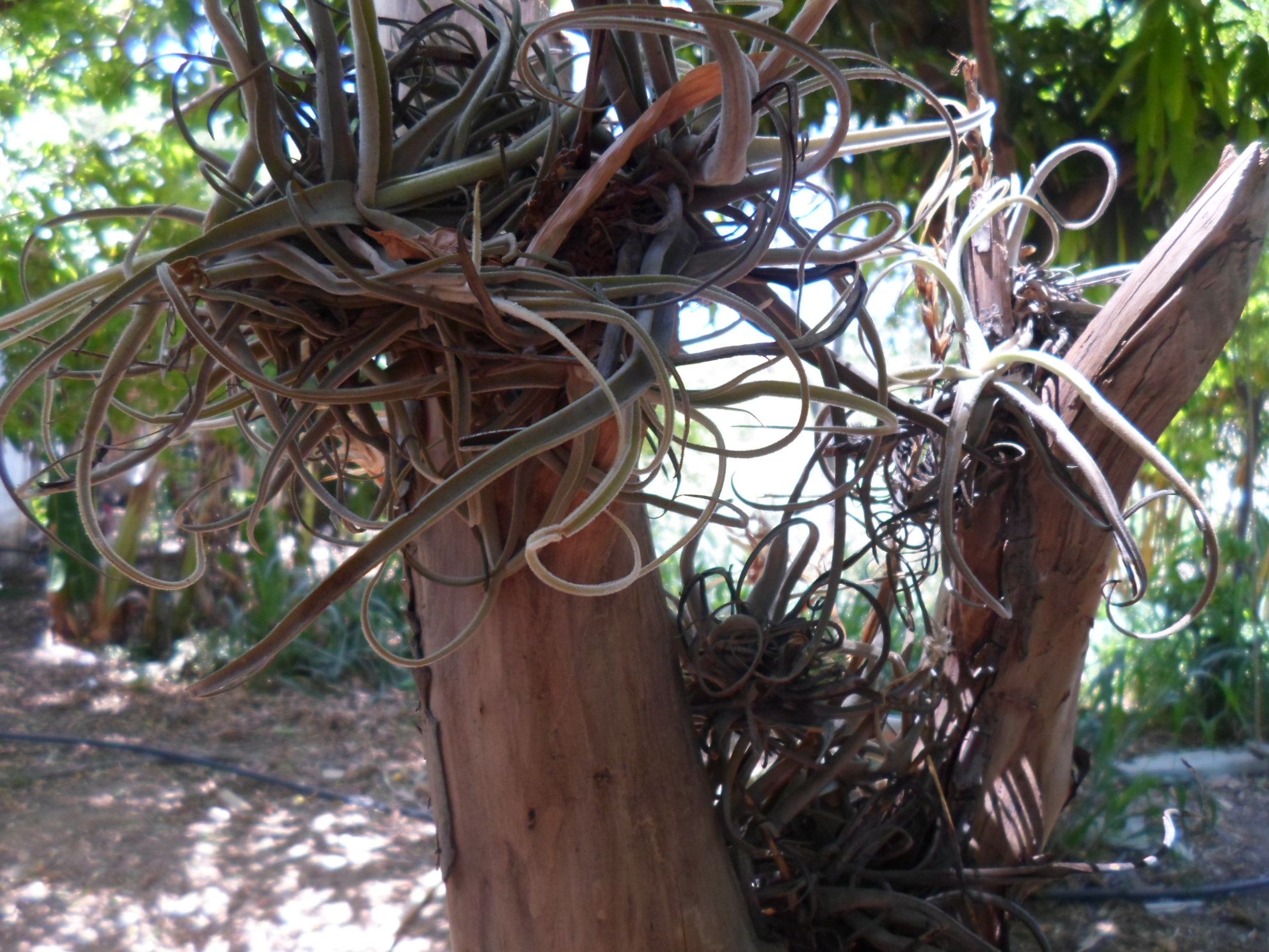 Create Your Own Fluorescent Plant : 7 Steps - Instructables