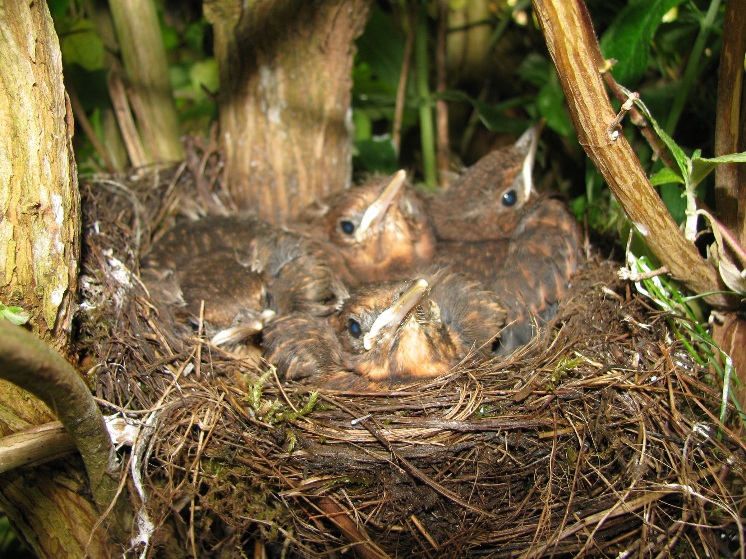Simple Bird Nesting Box : 5 Steps (with Pictures) - Instructables