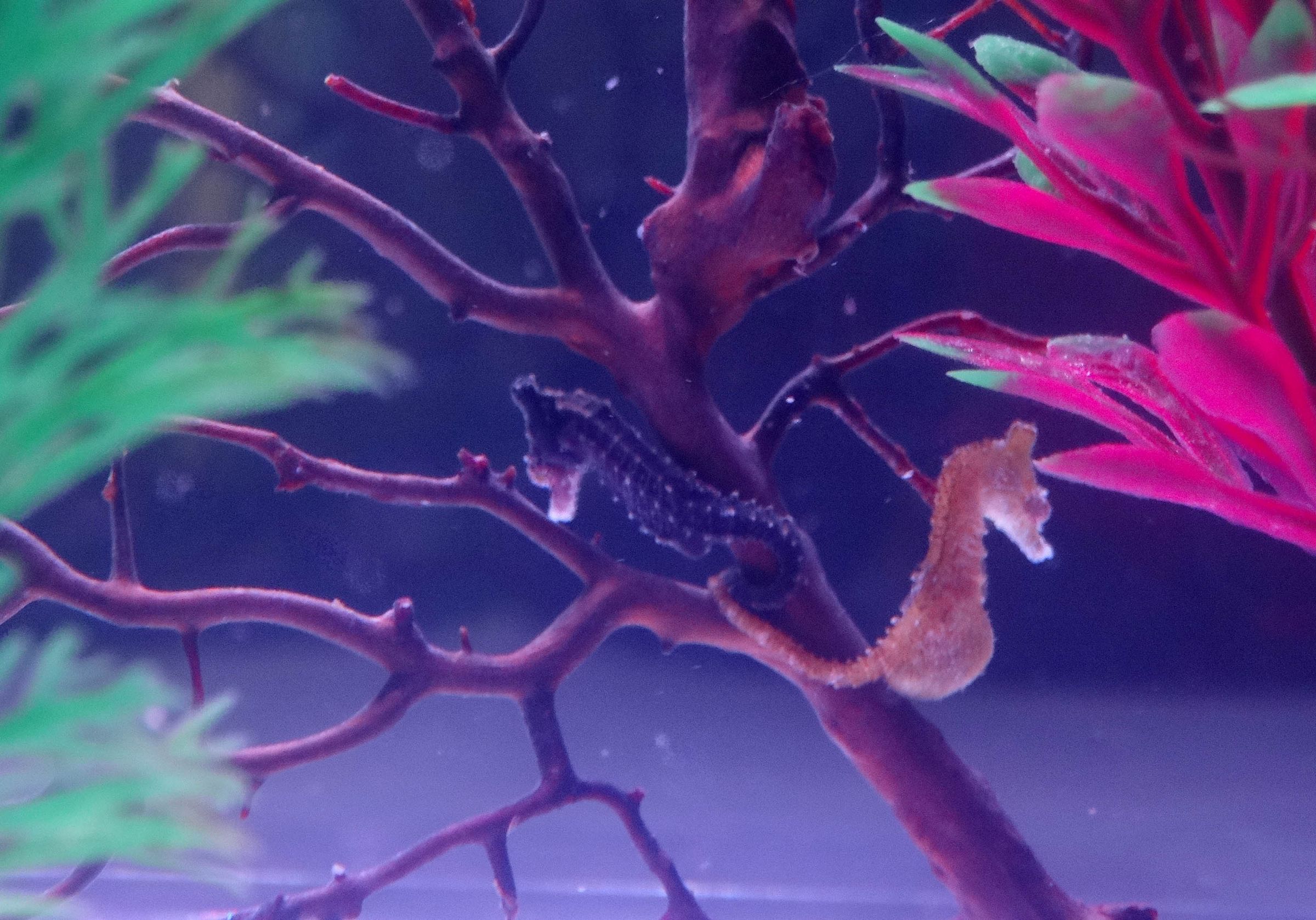 Keeping Dwarf Seahorses : 14 Steps (with Pictures) - Instructables