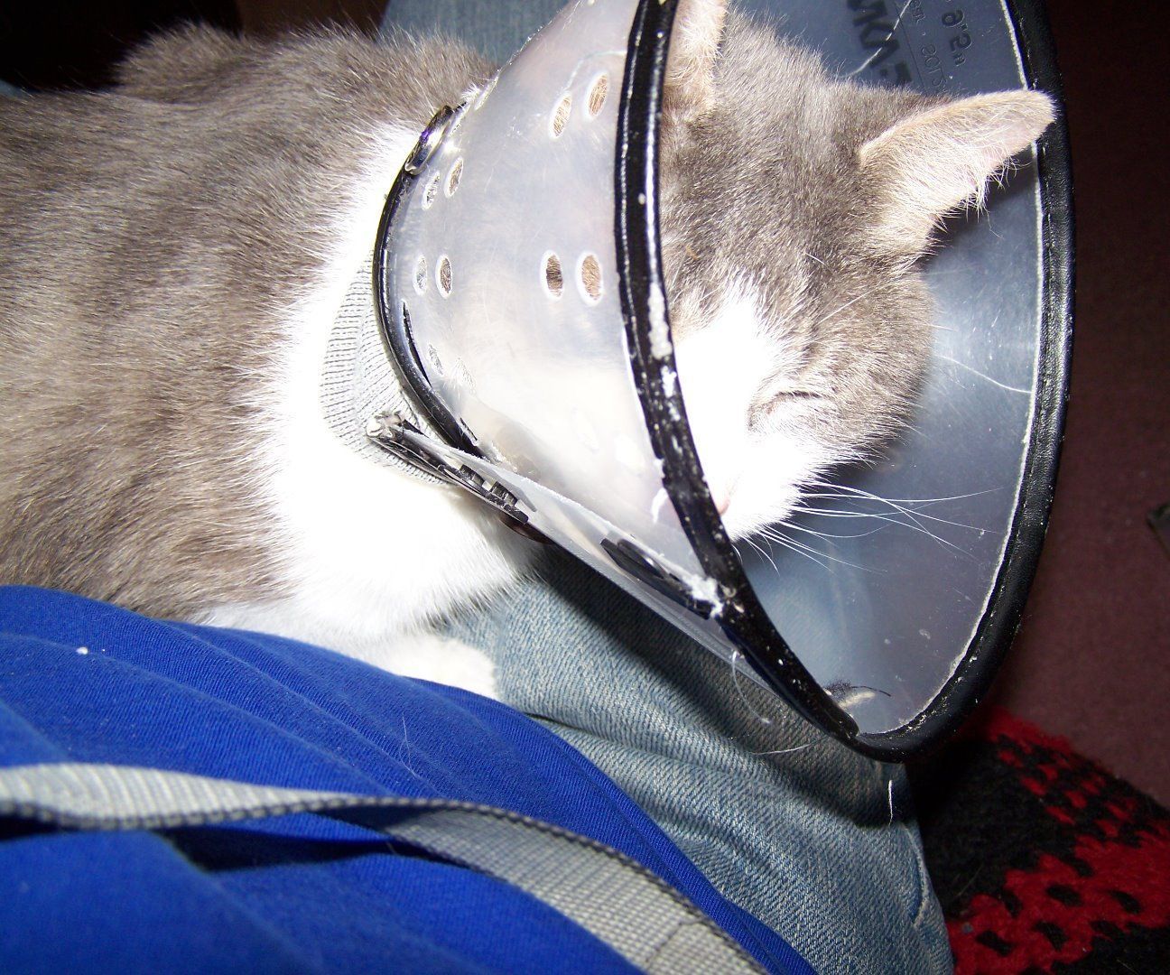 Dr. the BoB's Comically Simple Cat Cone Comforter : 5 Steps - Instructables