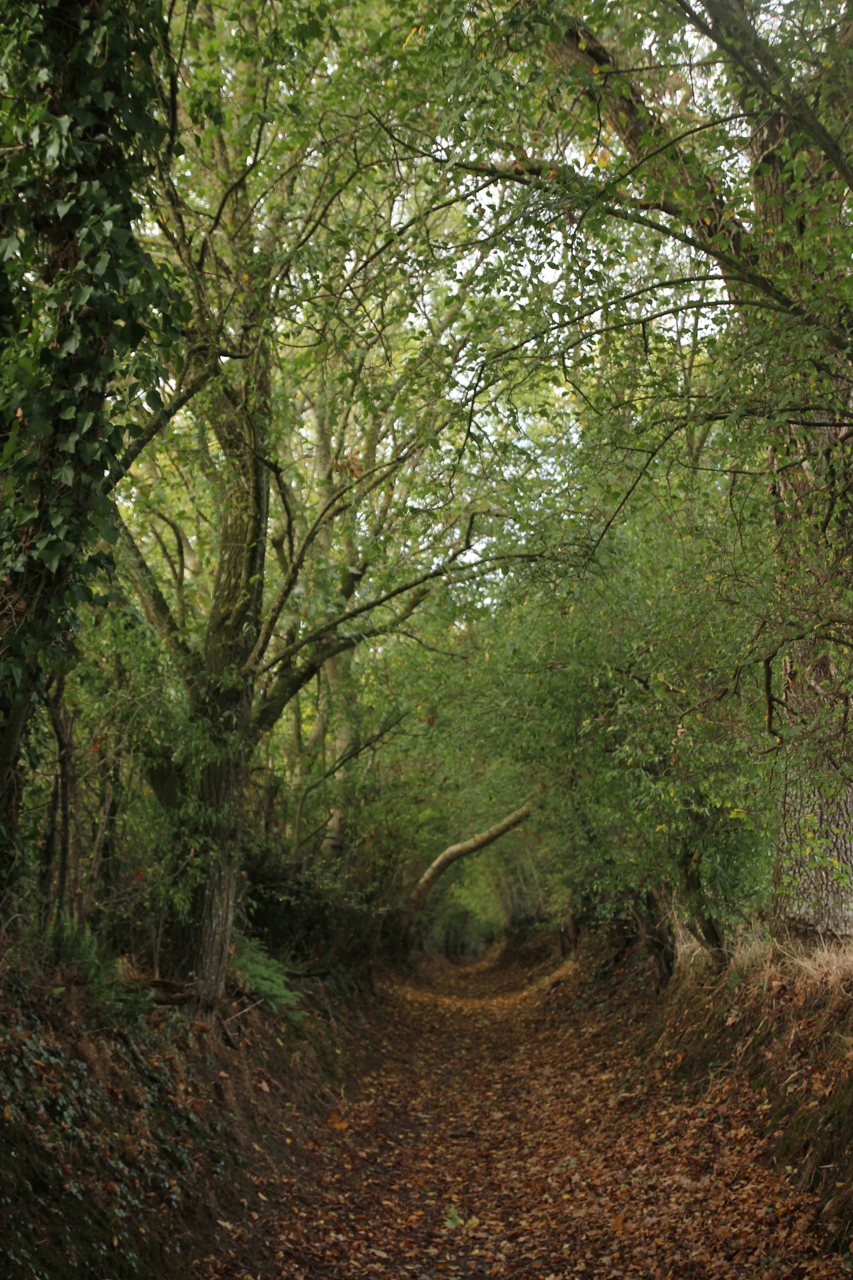 Woodland Spirit Twig Crown With Fawn Ears : 5 Steps - Instructables