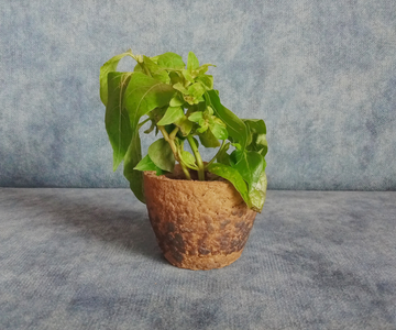 Cardboard to Plant Pots by Recycling Waste Paper Into Environment ...
