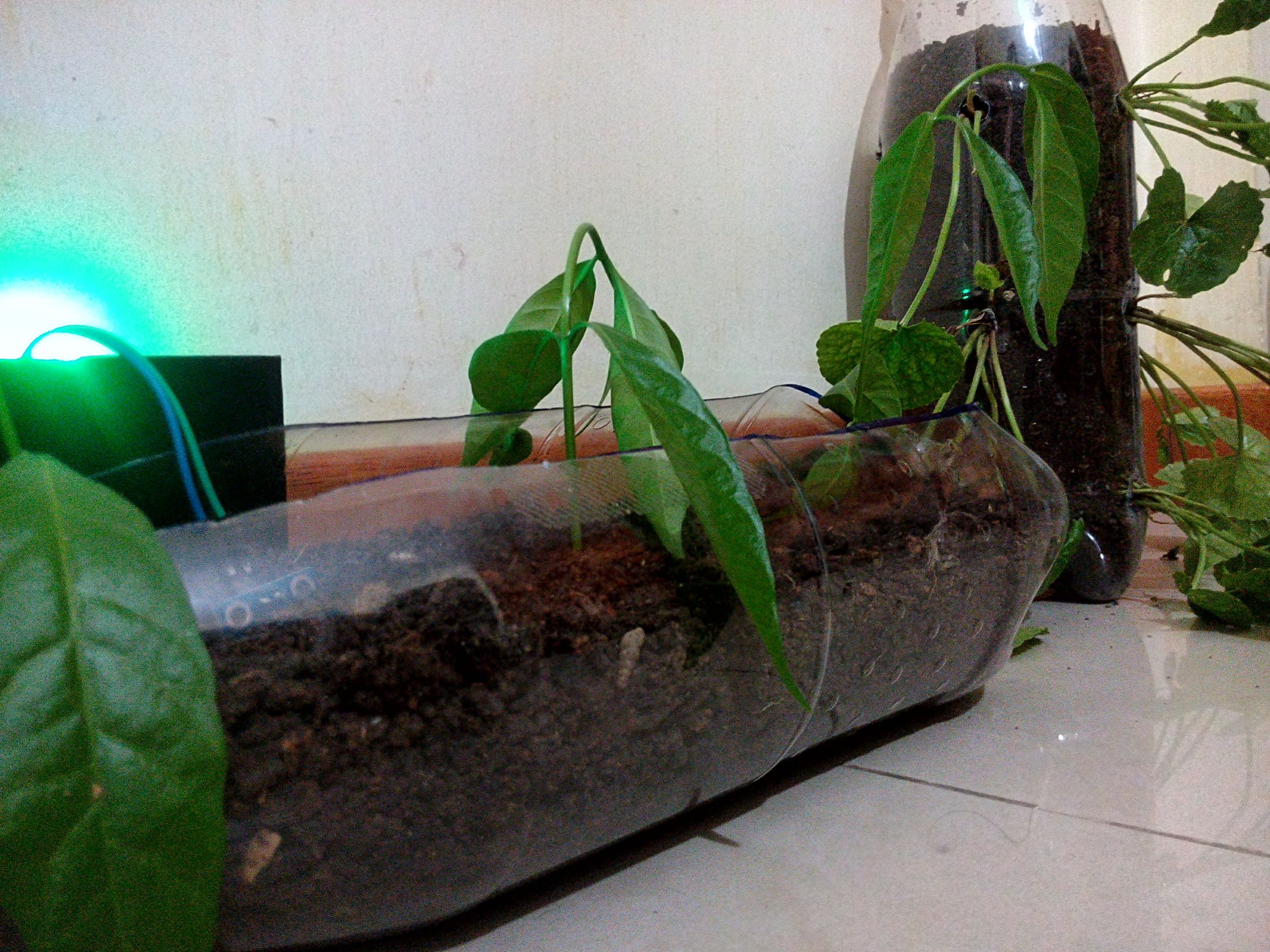 Indoor Garden Using Plastic Bottles : 7 Steps (with Pictures ...