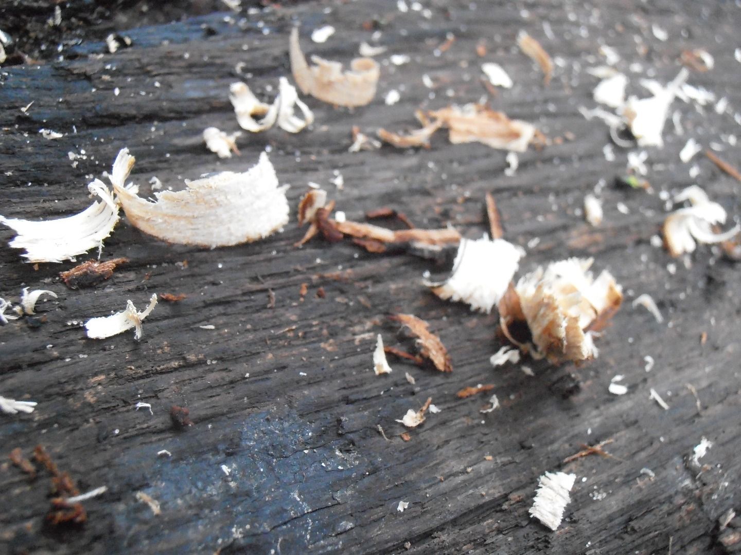 How to Make a Fire With Wet Wood : 3 Steps (with Pictures) - Instructables