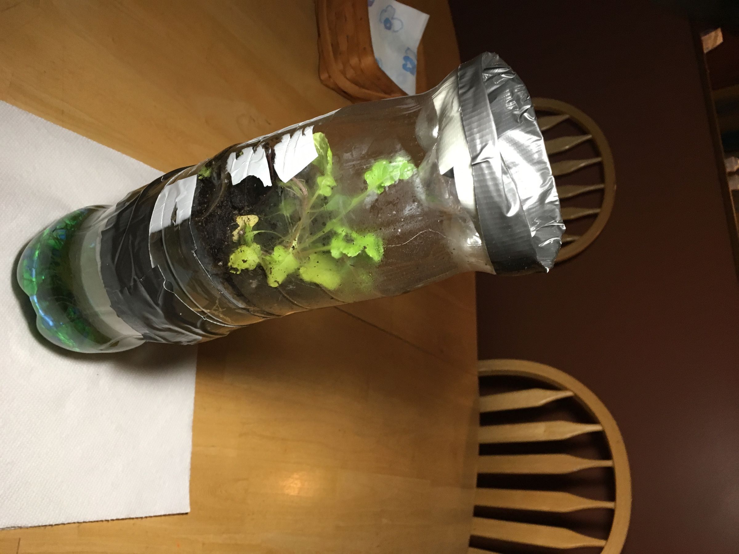 Closed Ecosystems : 9 Steps (with Pictures) - Instructables