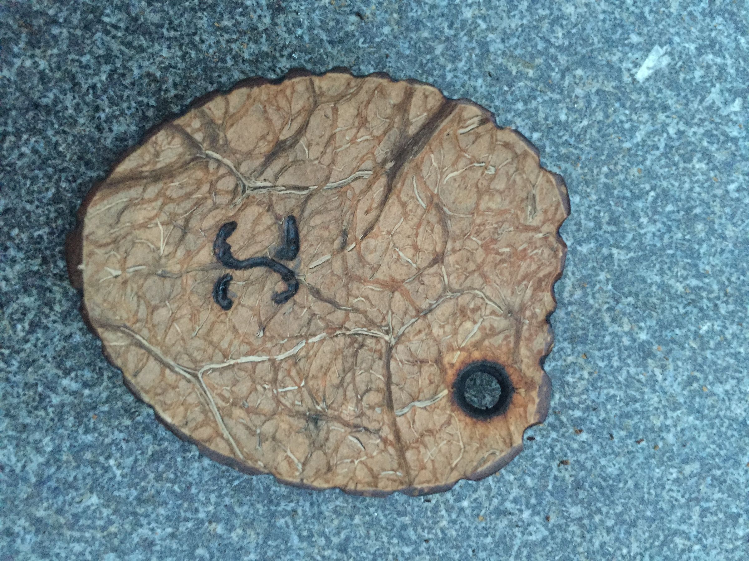 Turtle Shell From Coconut : 6 Steps (with Pictures) - Instructables