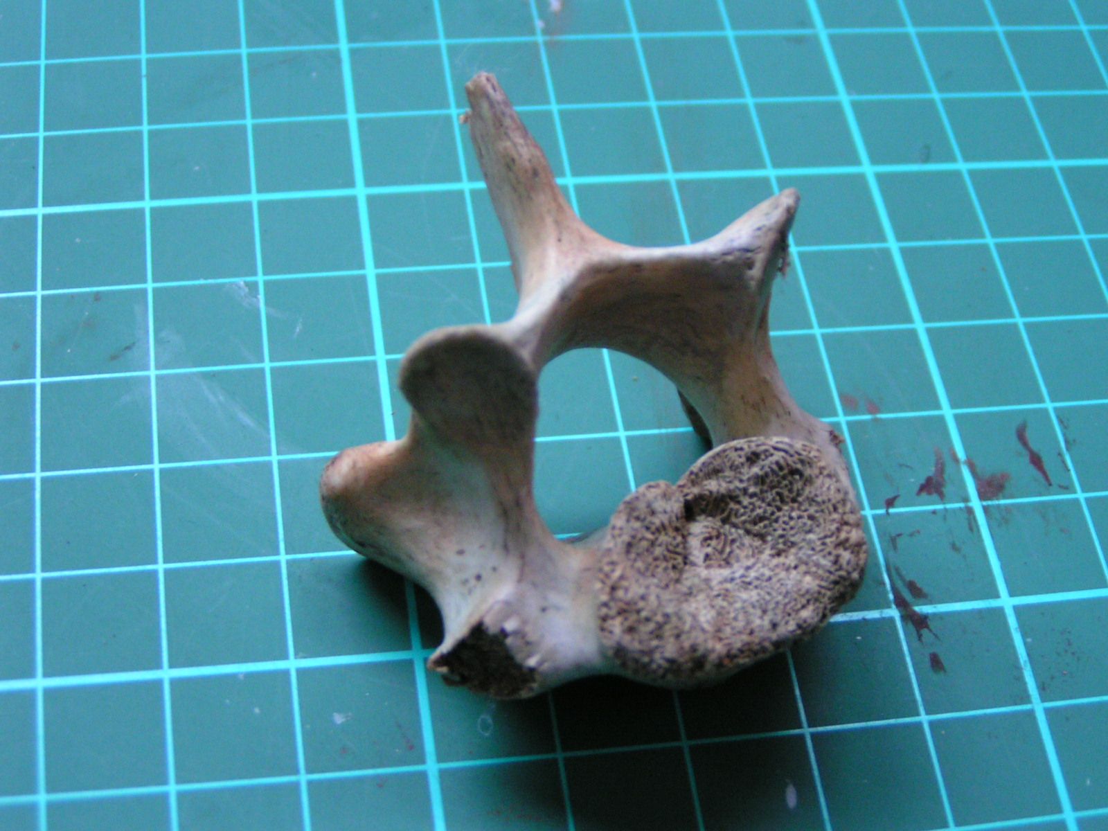 A Skeletal Woggle. - Instructables