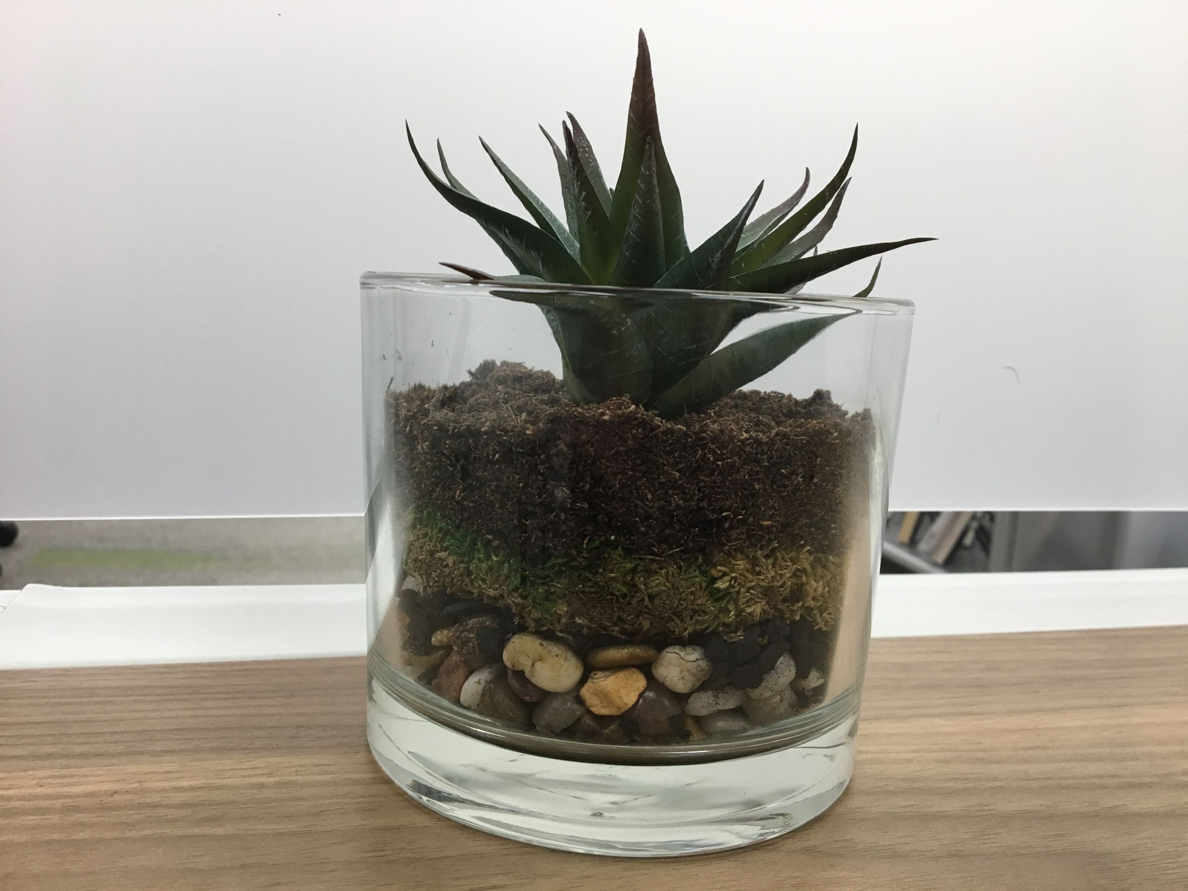 How to Make a Terrarium : 11 Steps (with Pictures) - Instructables