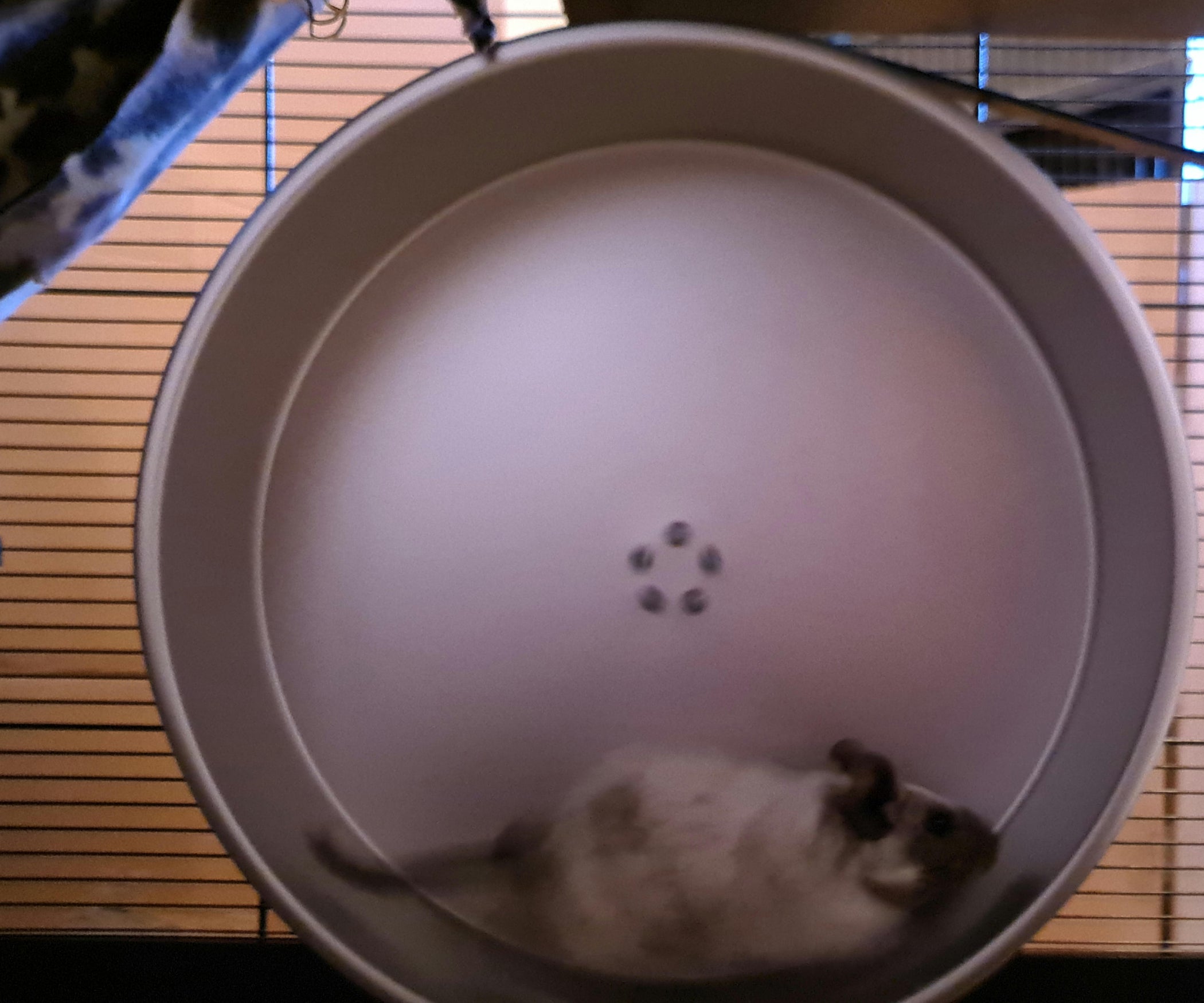 Degu Exercise Wheel : 6 Steps (with Pictures) - Instructables