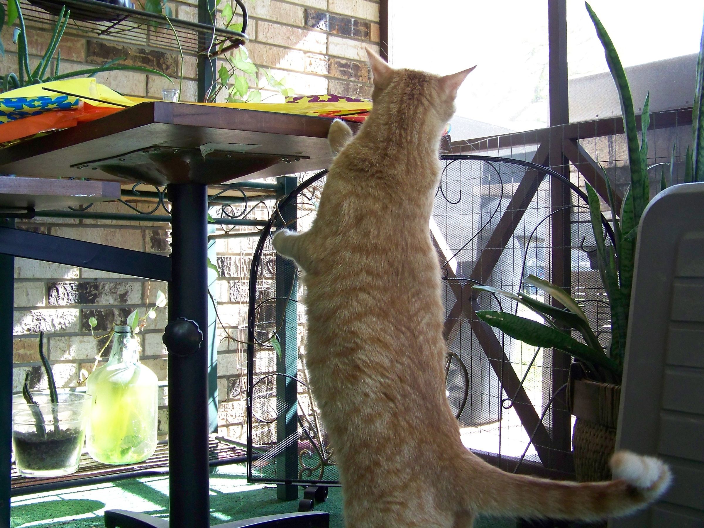 How to Make Your Cat Purr : 7 Steps (with Pictures) - Instructables