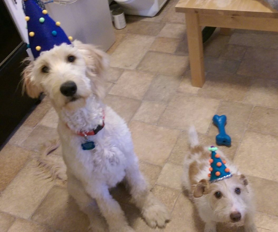 Life's a Party Dog Hats : 10 Steps (with Pictures) - Instructables