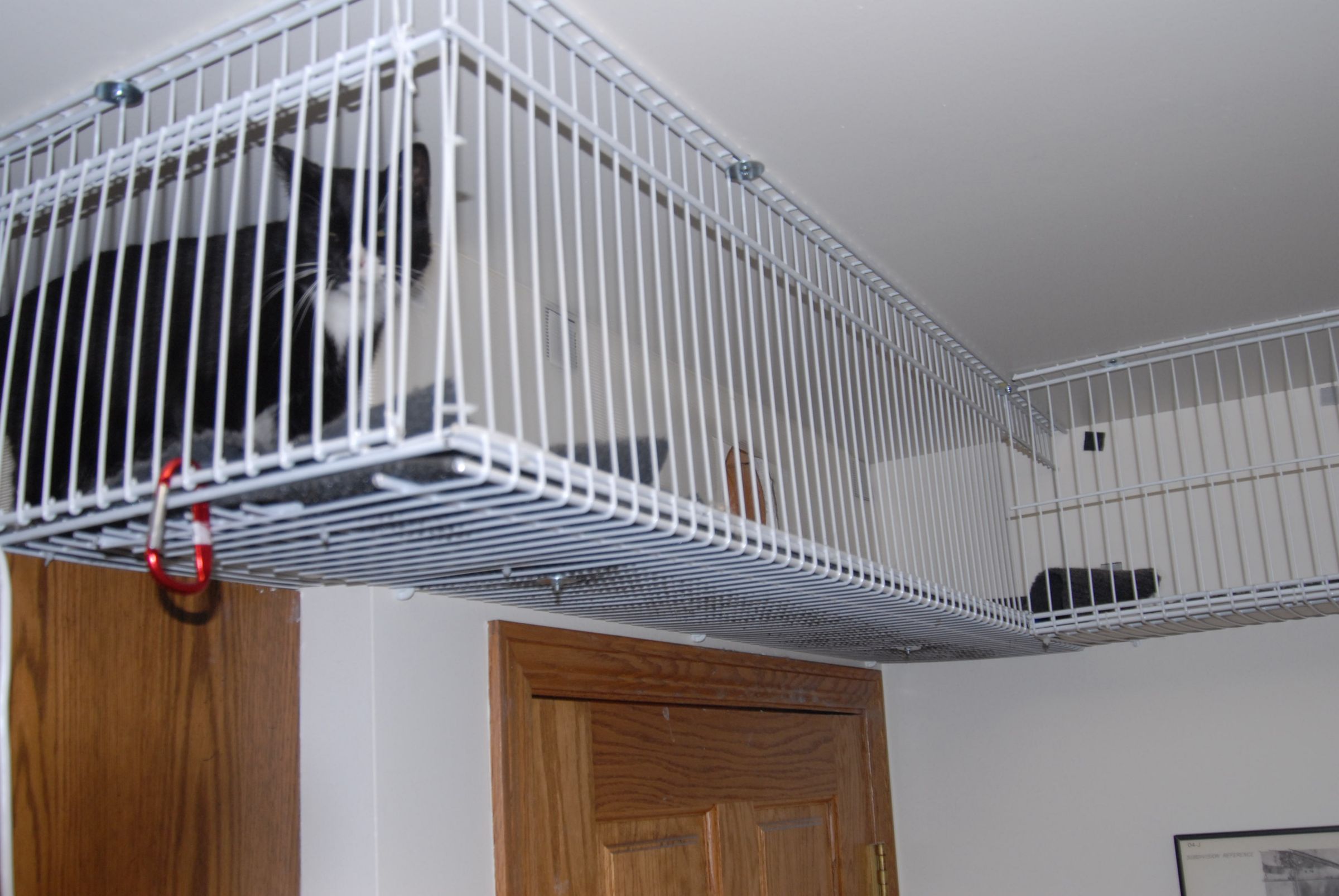 Cat Enclosure - Tunnel, Save Space ('CatWalk Is My Road' - AKahn ...