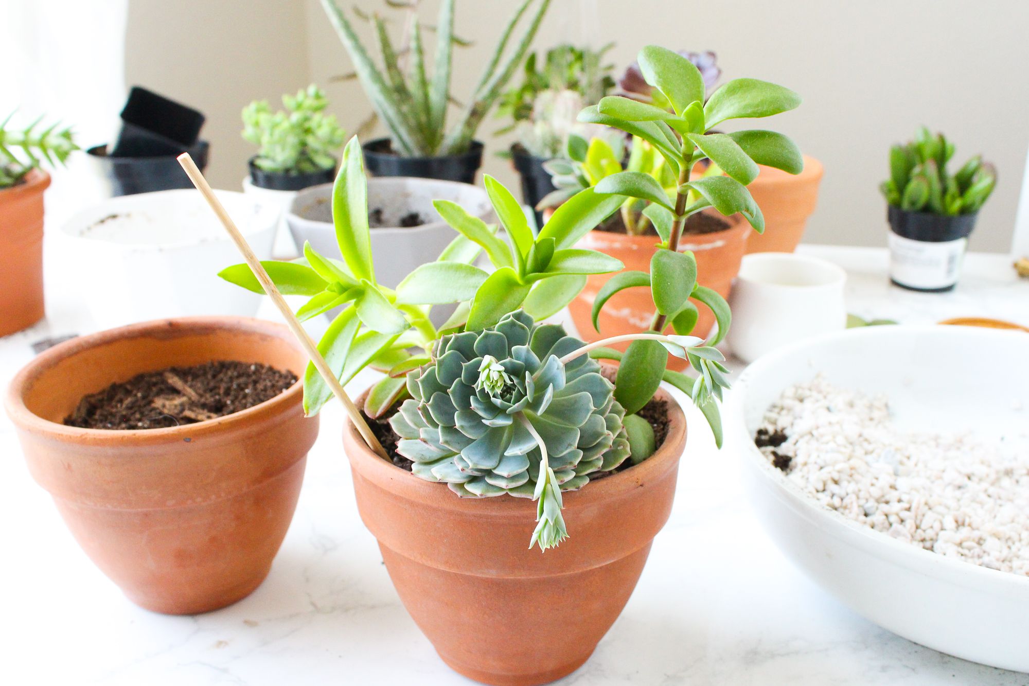 How to Repot Container Plants : 8 Steps (with Pictures) - Instructables