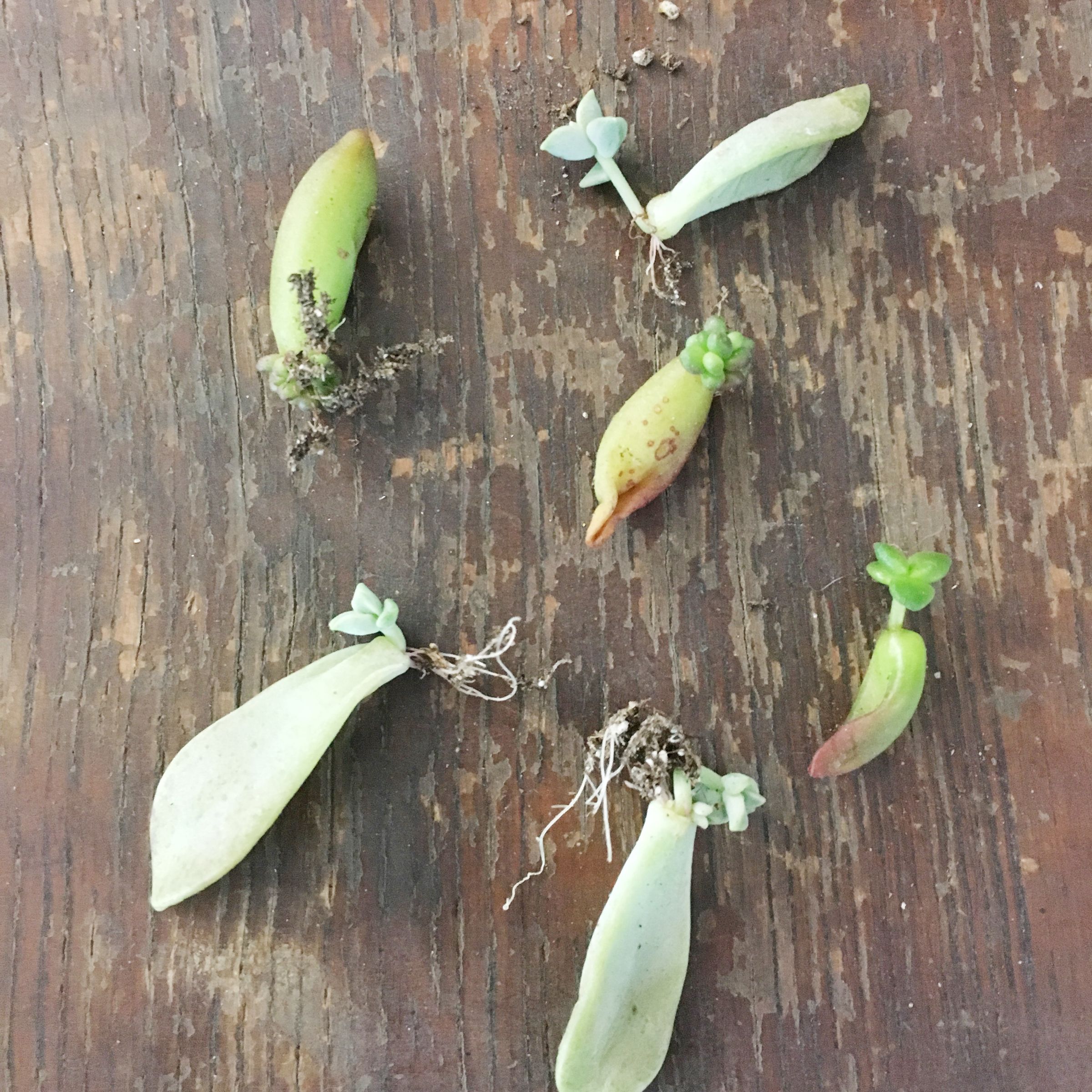 Easy Succulent Propagation : 6 Steps (with Pictures) - Instructables