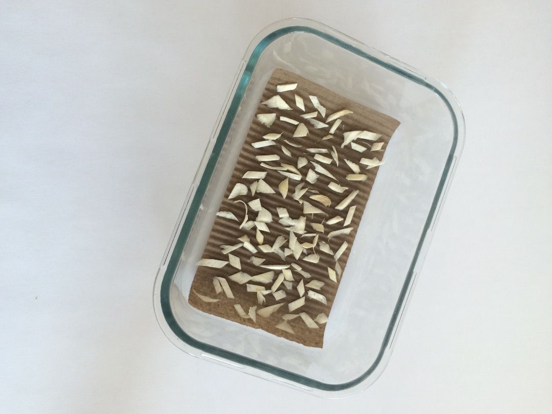 Making Mycelium : 5 Steps (with Pictures) - Instructables