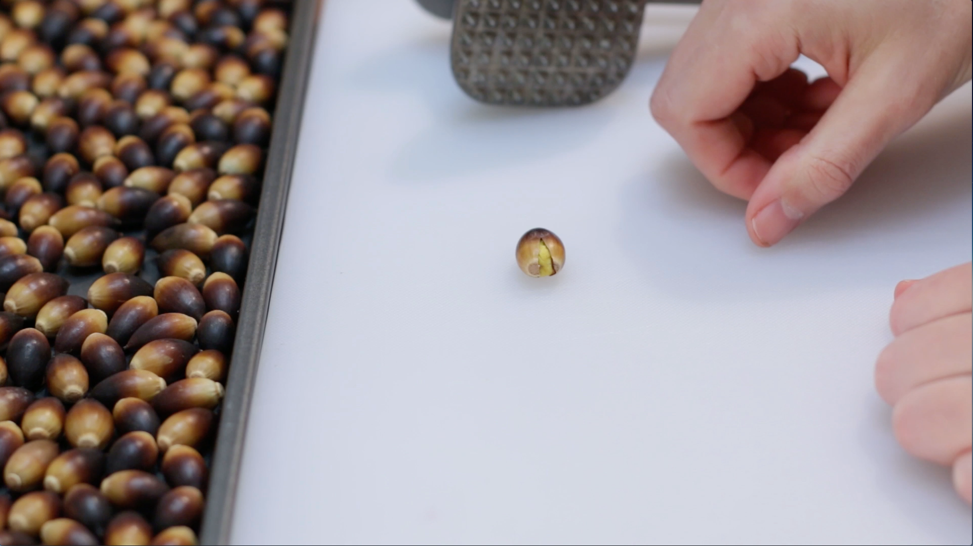 How to Process Acorns and Make Acorn Flour : 8 Steps (with Pictures ...