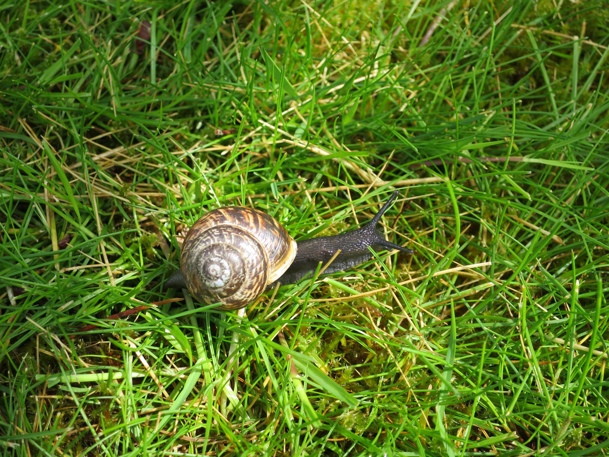 Teaching Birds to Eat Invasive Slugs/ a Poison Free Slug Killer : 6 ...